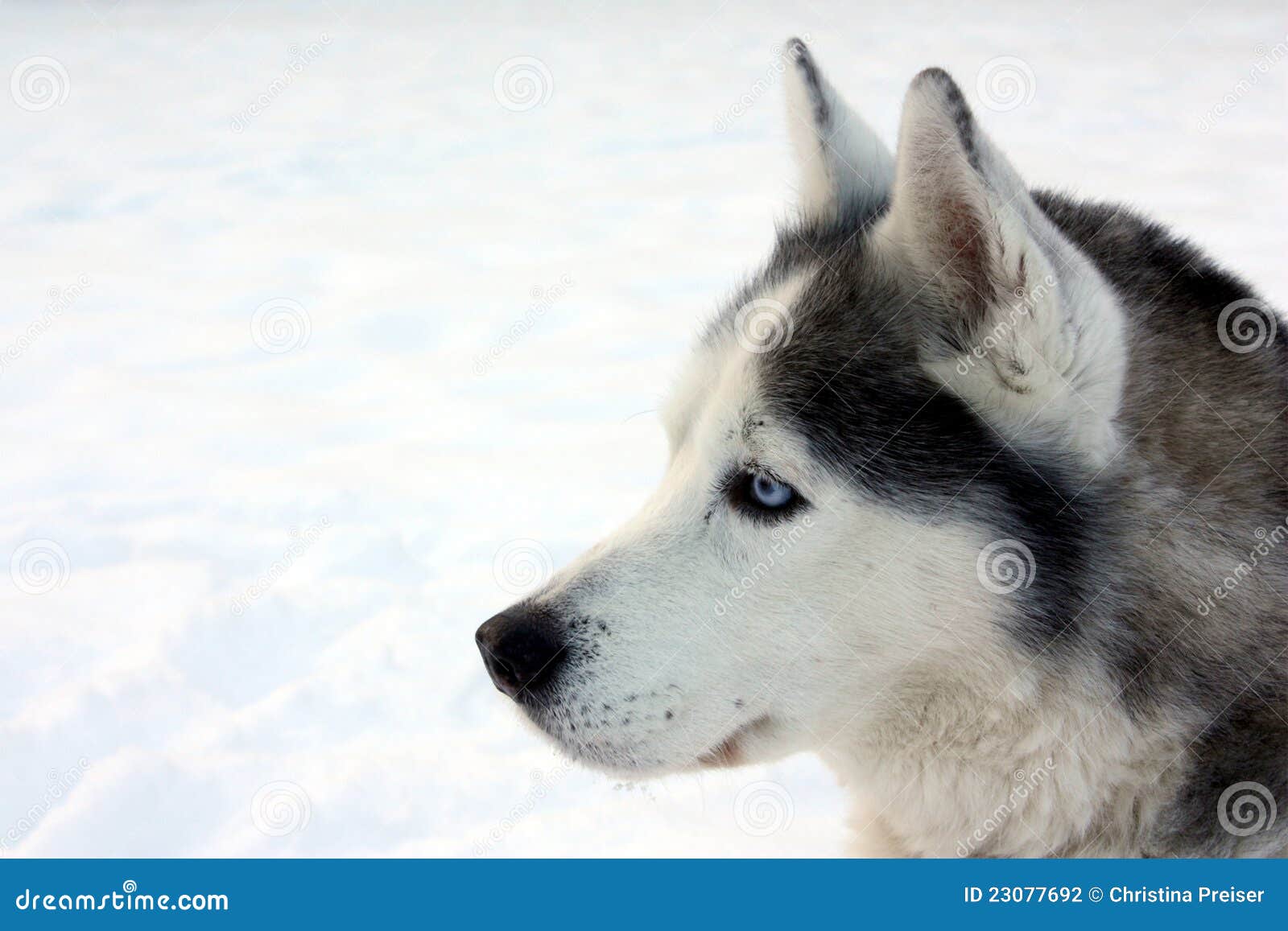Husky Profile stock photo. Image of veterinary, sled - 23077692