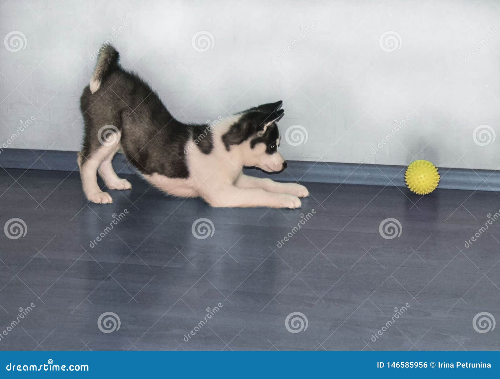 Husky puppet stock photo. Image of black, ball, friendship - 146585956