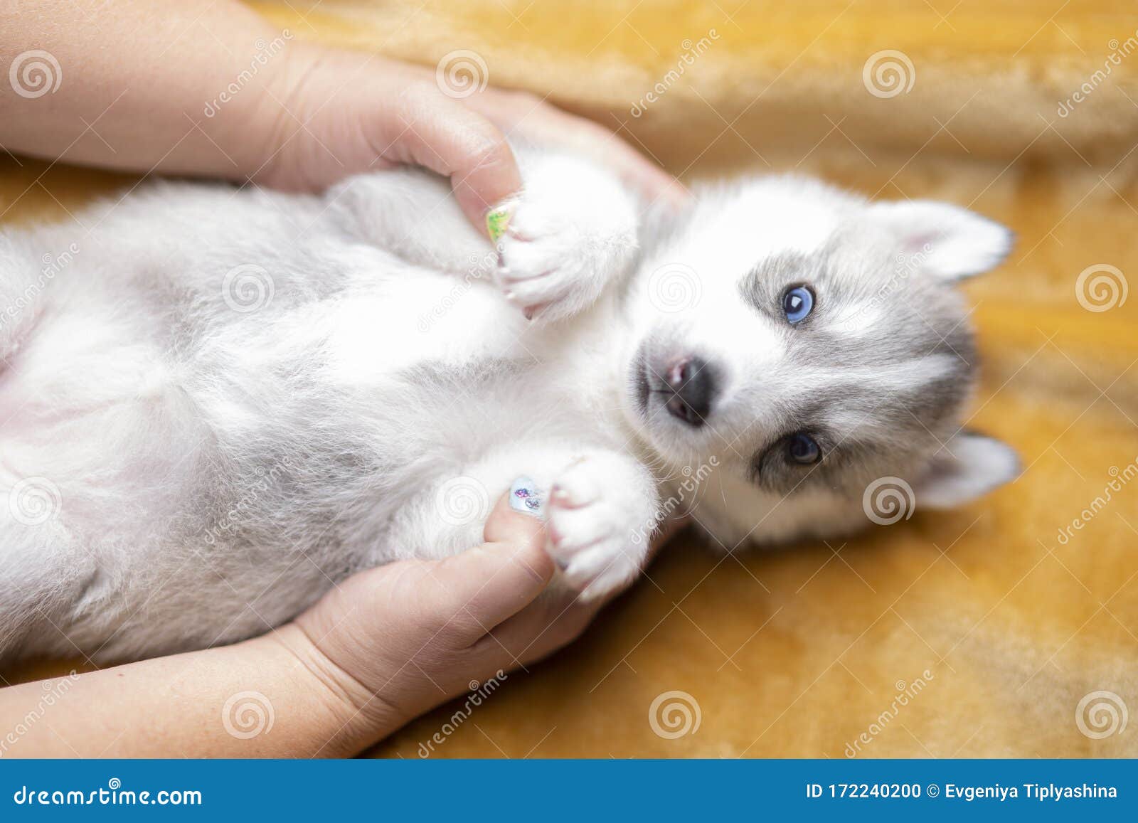 Husky Puppies, Two Months Old Stock Photo - Image of funny, young ...
