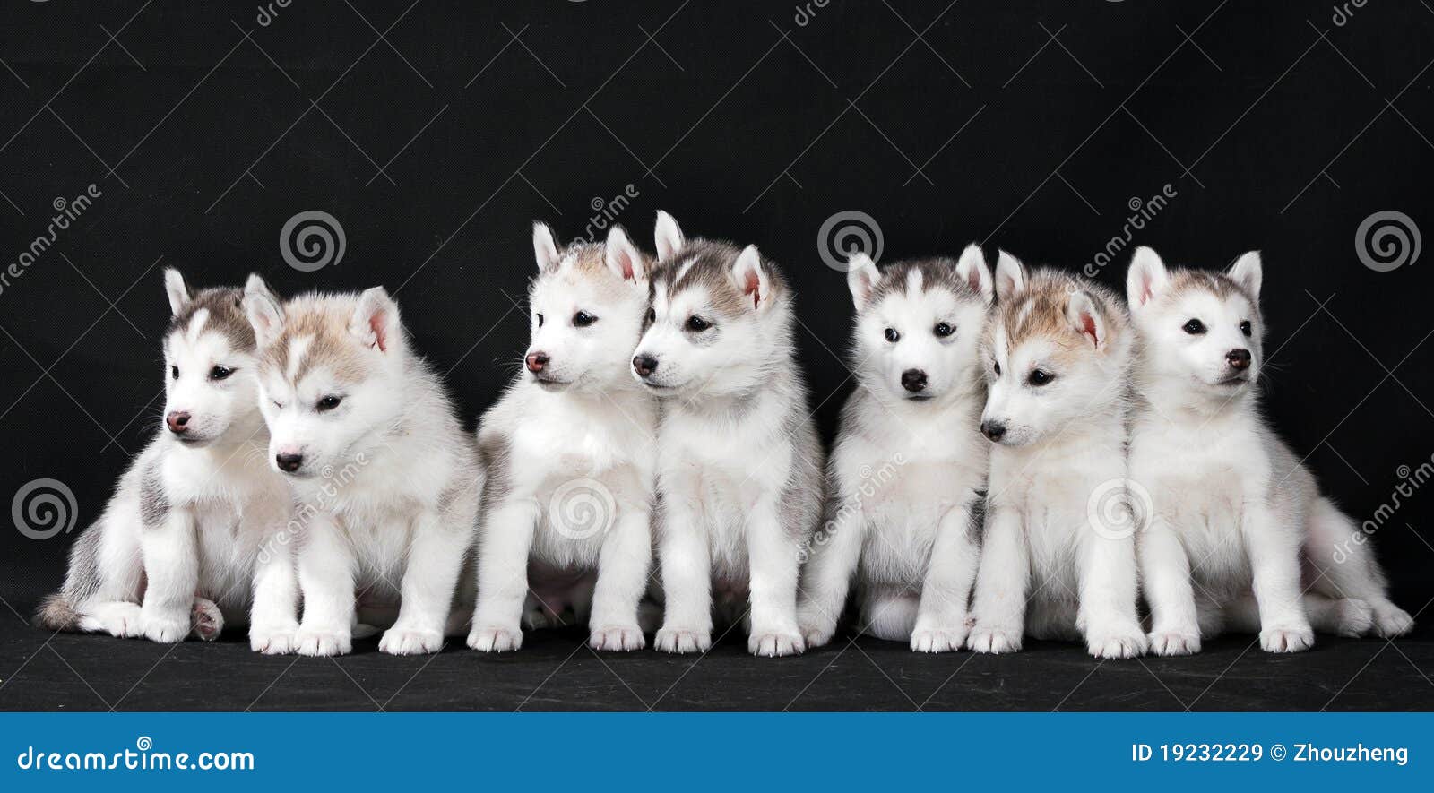 Husky Puppy Royalty-Free Stock Photography | CartoonDealer.com #19209701