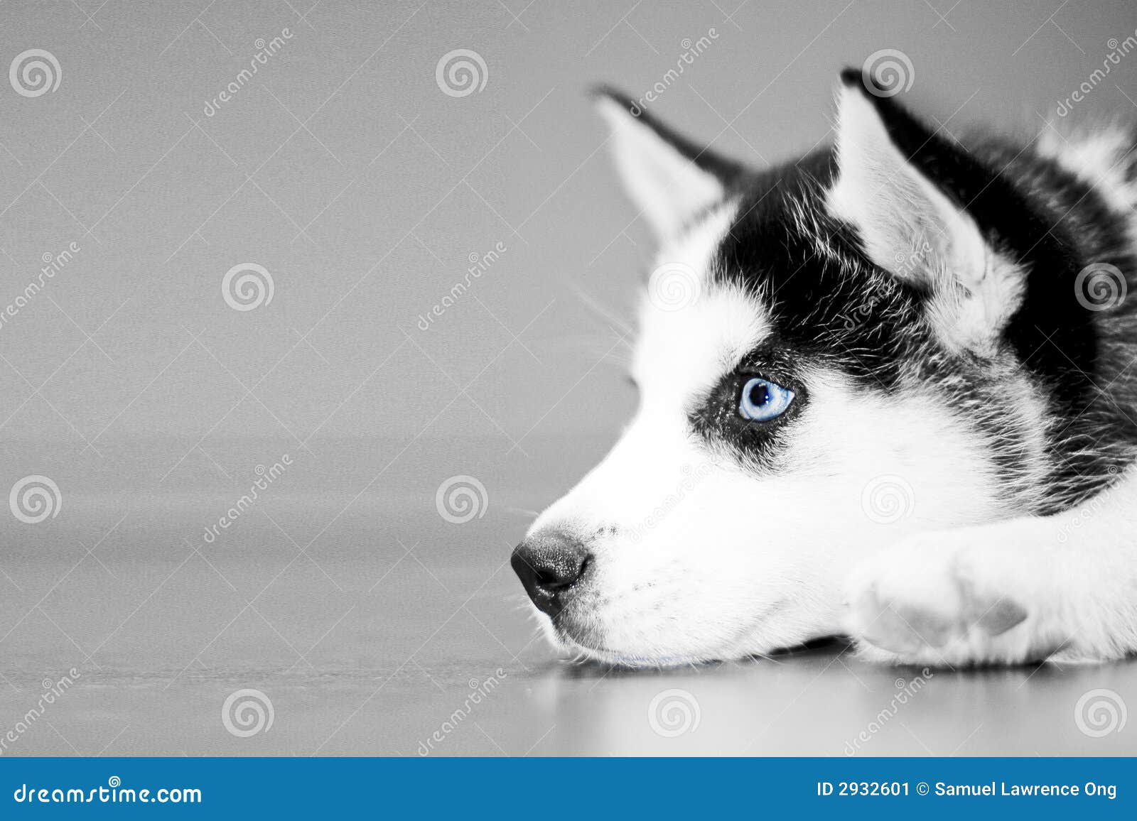 Husky Puppy stock image. Image of animal, pets, husky - 2932601