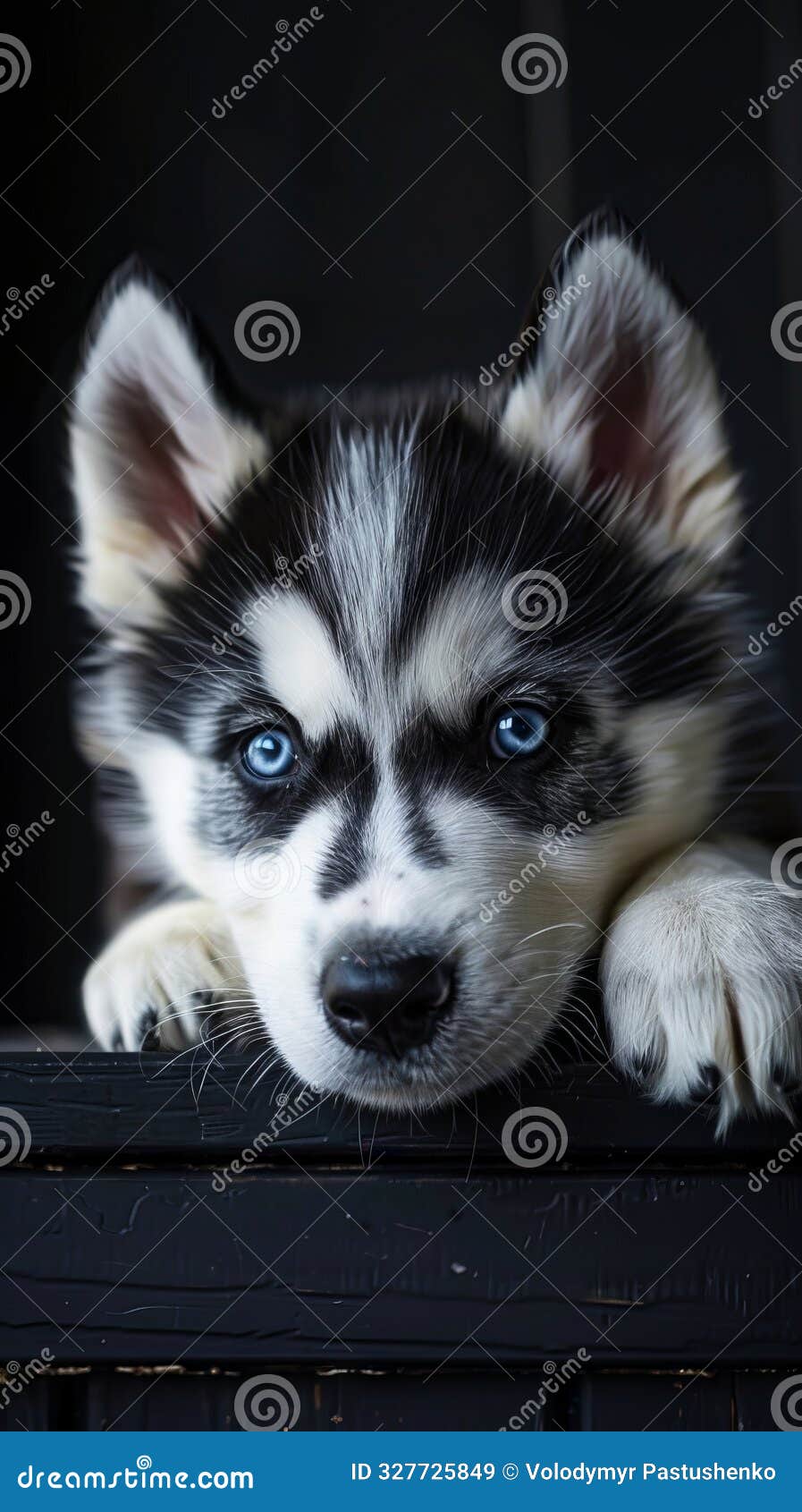 A Husky Puppy with Blue Eyes Looking Out of a Window Stock Image ...