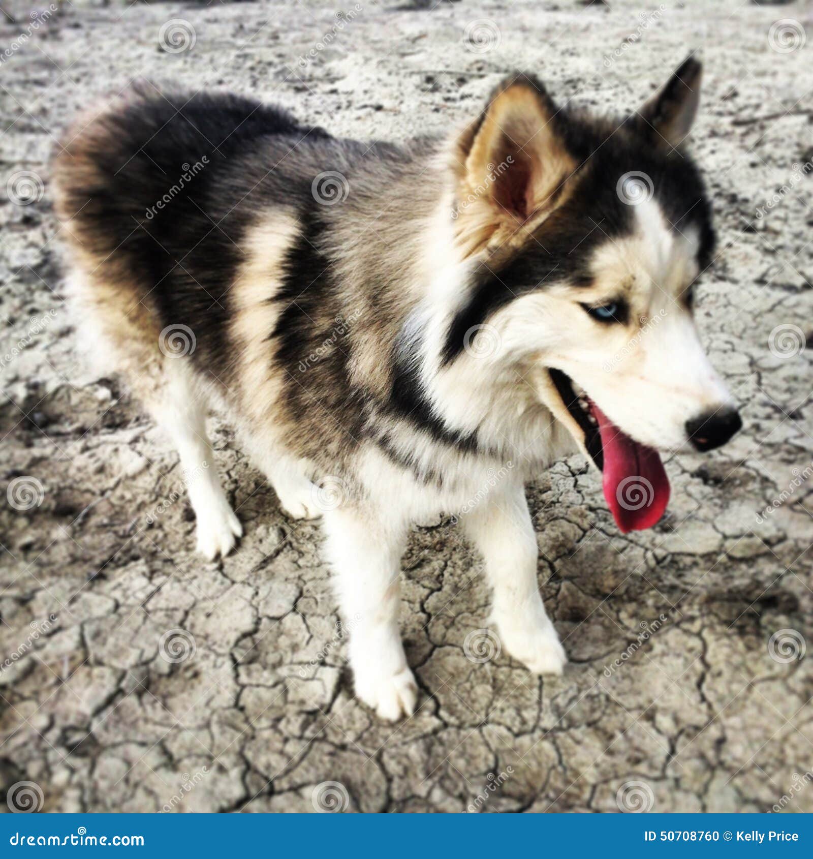 Husky stock photo. Image of northernnevada, woolyhusky - 50708760