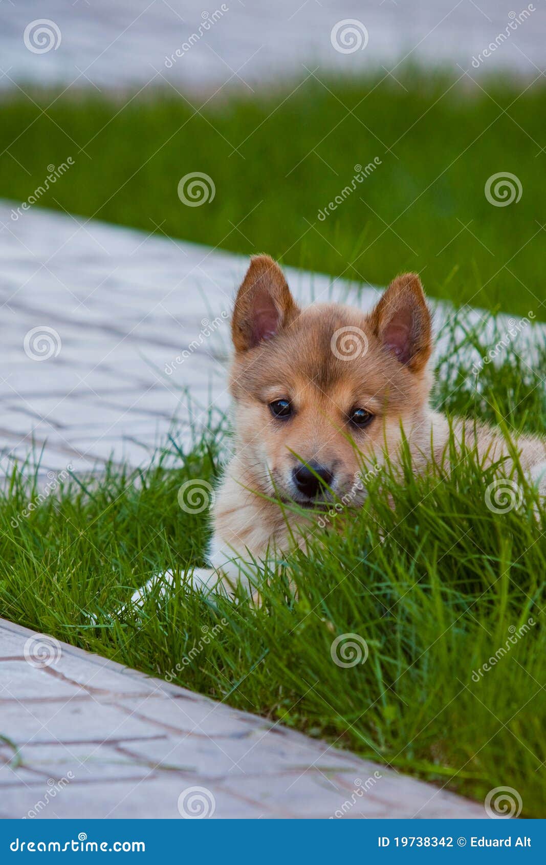 Husky puppy on green grass stock photo. Image of meadow - 19738342