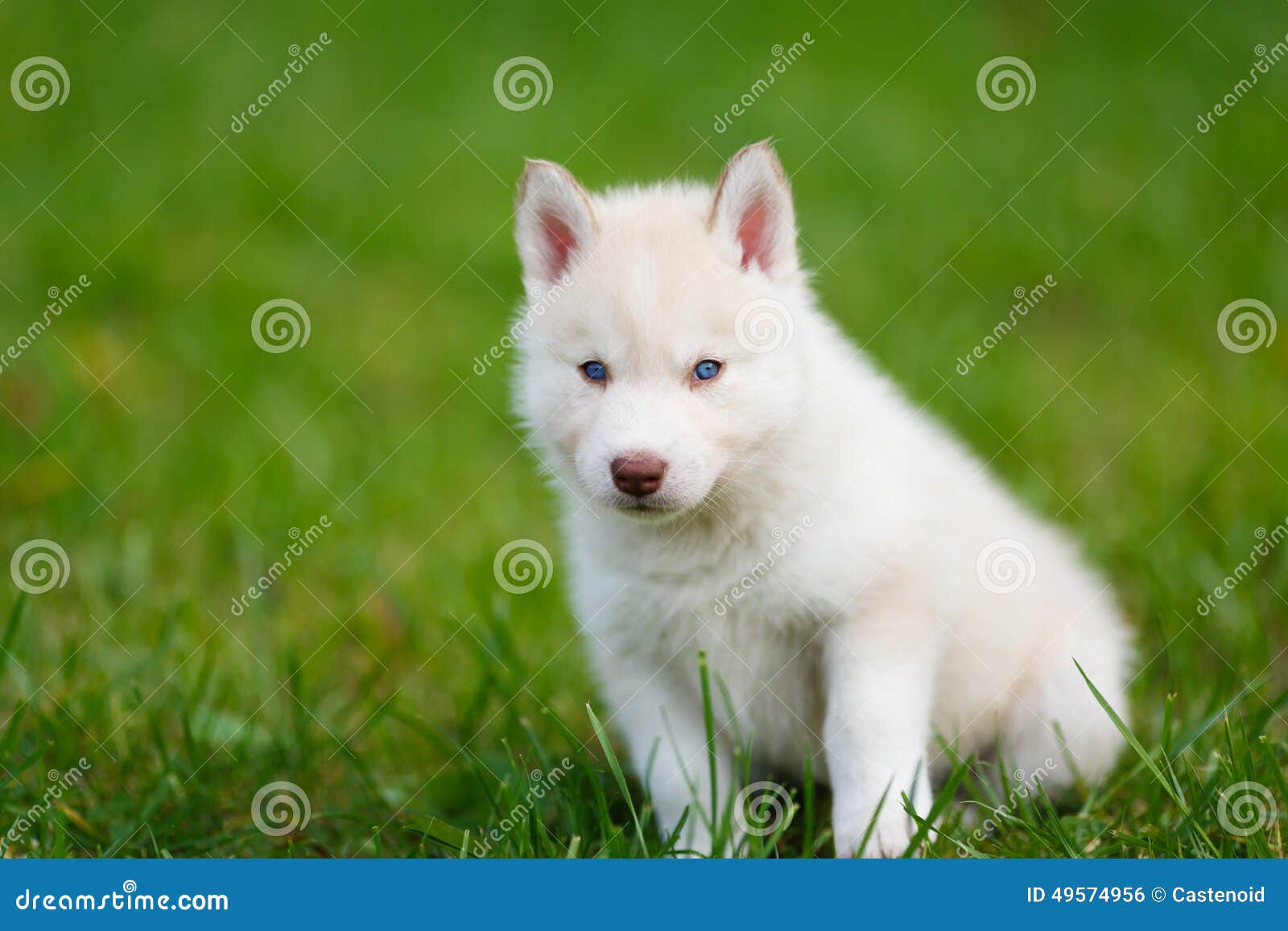Husky Puppy on a Green Grass Stock Photo - Image of domestic, front ...