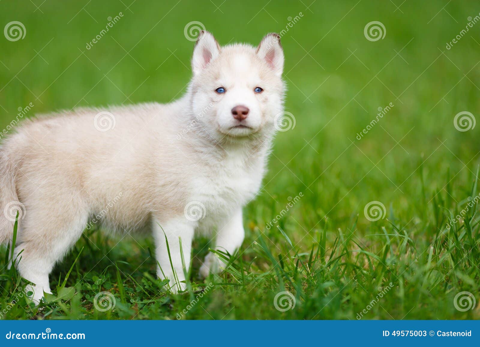 Husky Puppy on a Green Grass Stock Image - Image of looking, polar ...