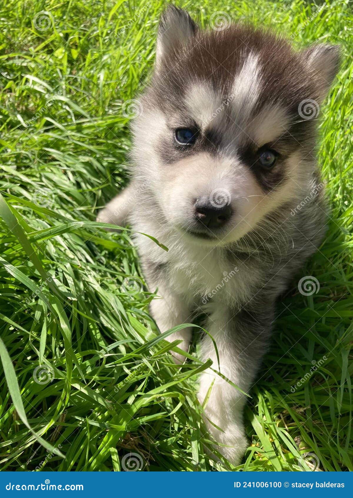 Husky Puppy love stock photo. Image of plant, nose, mammal - 241006100