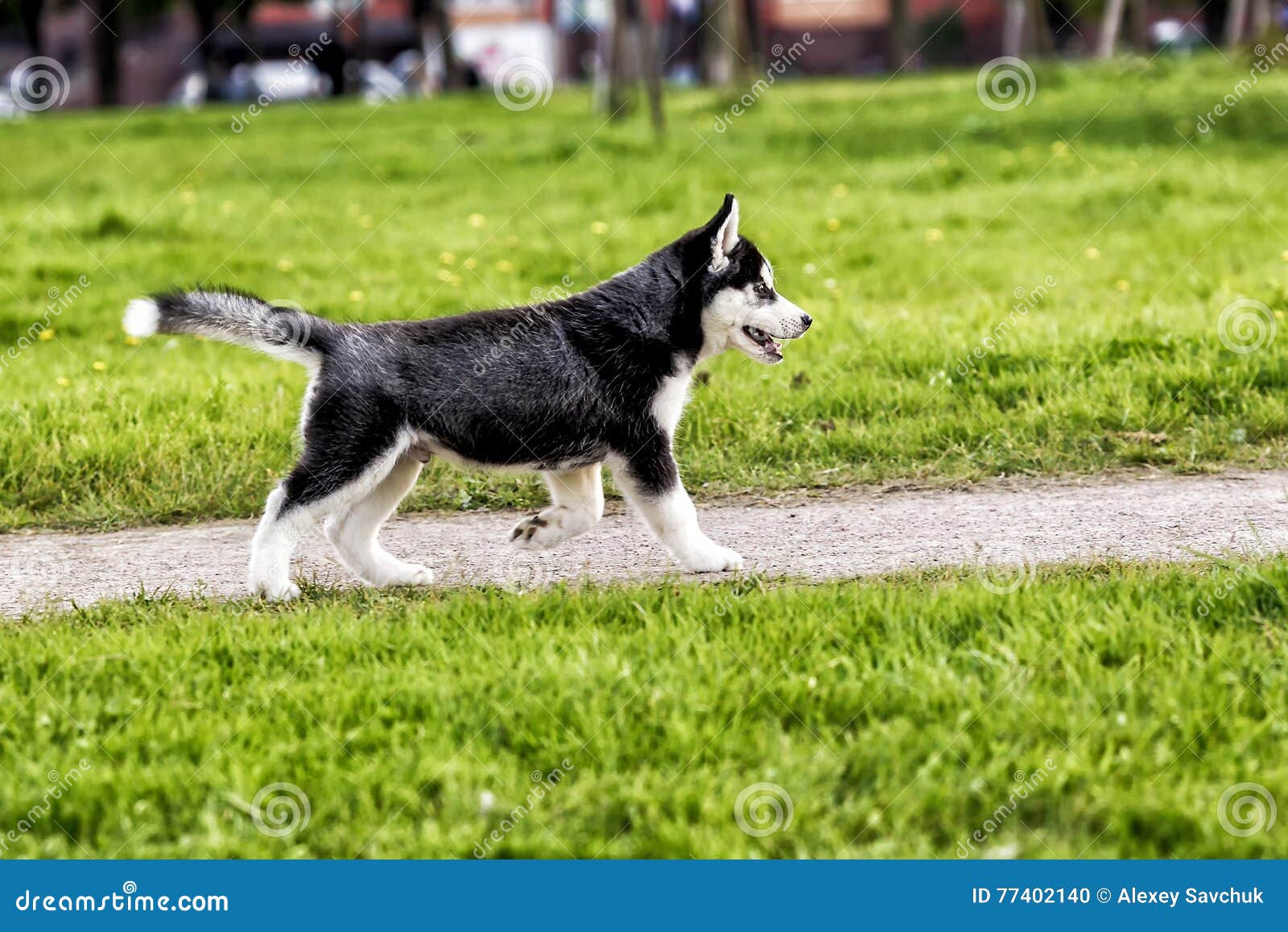 Husky Puppy Running on the Road Stock Photo - Image of mouth, arctic ...