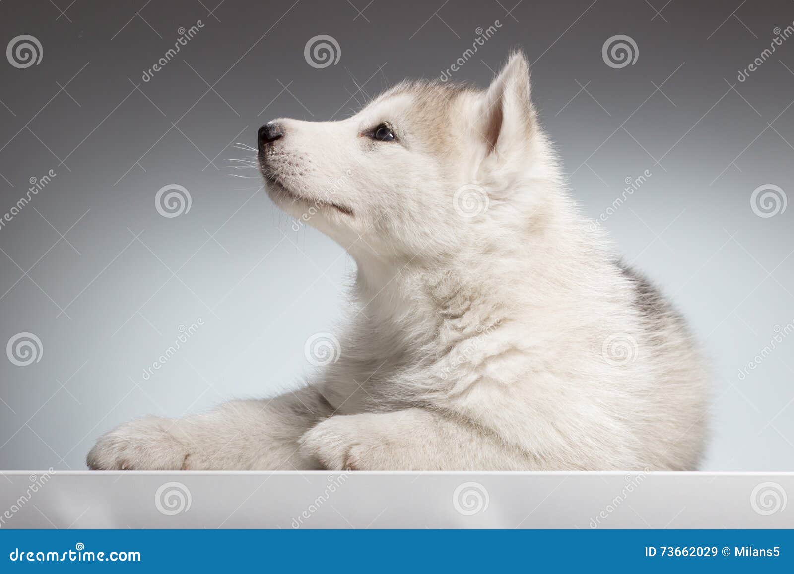 Husky Puppy Side Ways, Mouth Closed Stock Image - Image of husky, puppy ...