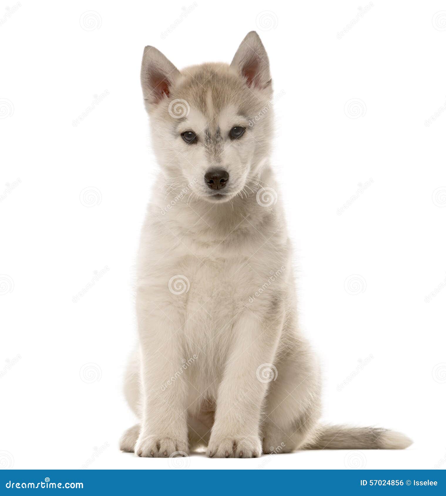 Husky puppy sitting stock photo. Image of purebred, looking - 57024856
