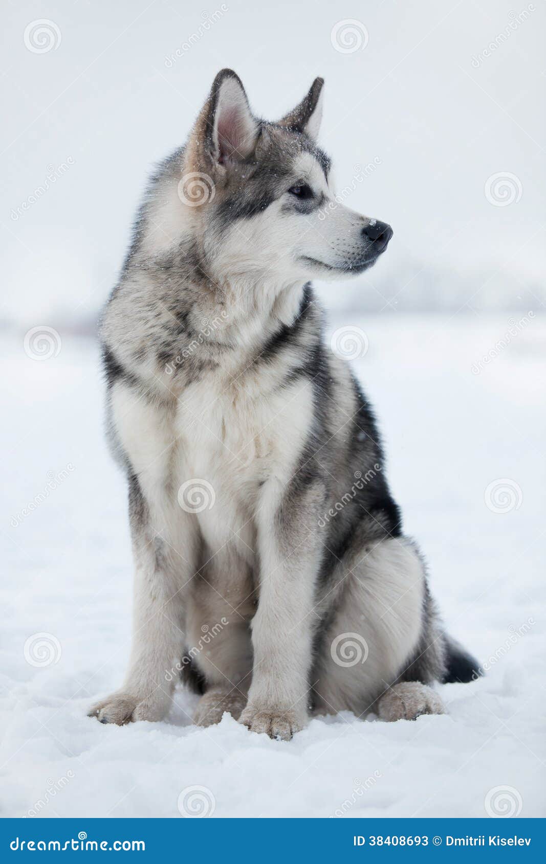 Husky Puppy Sitting in the Snow Stock Image - Image of friend ...