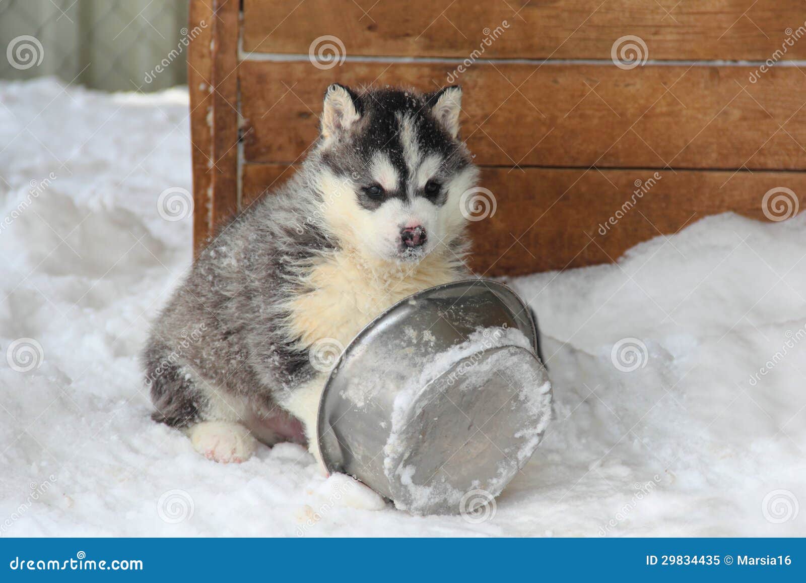 Husky Puppy with an Inverted Bowl Stock Image - Image of kennel ...