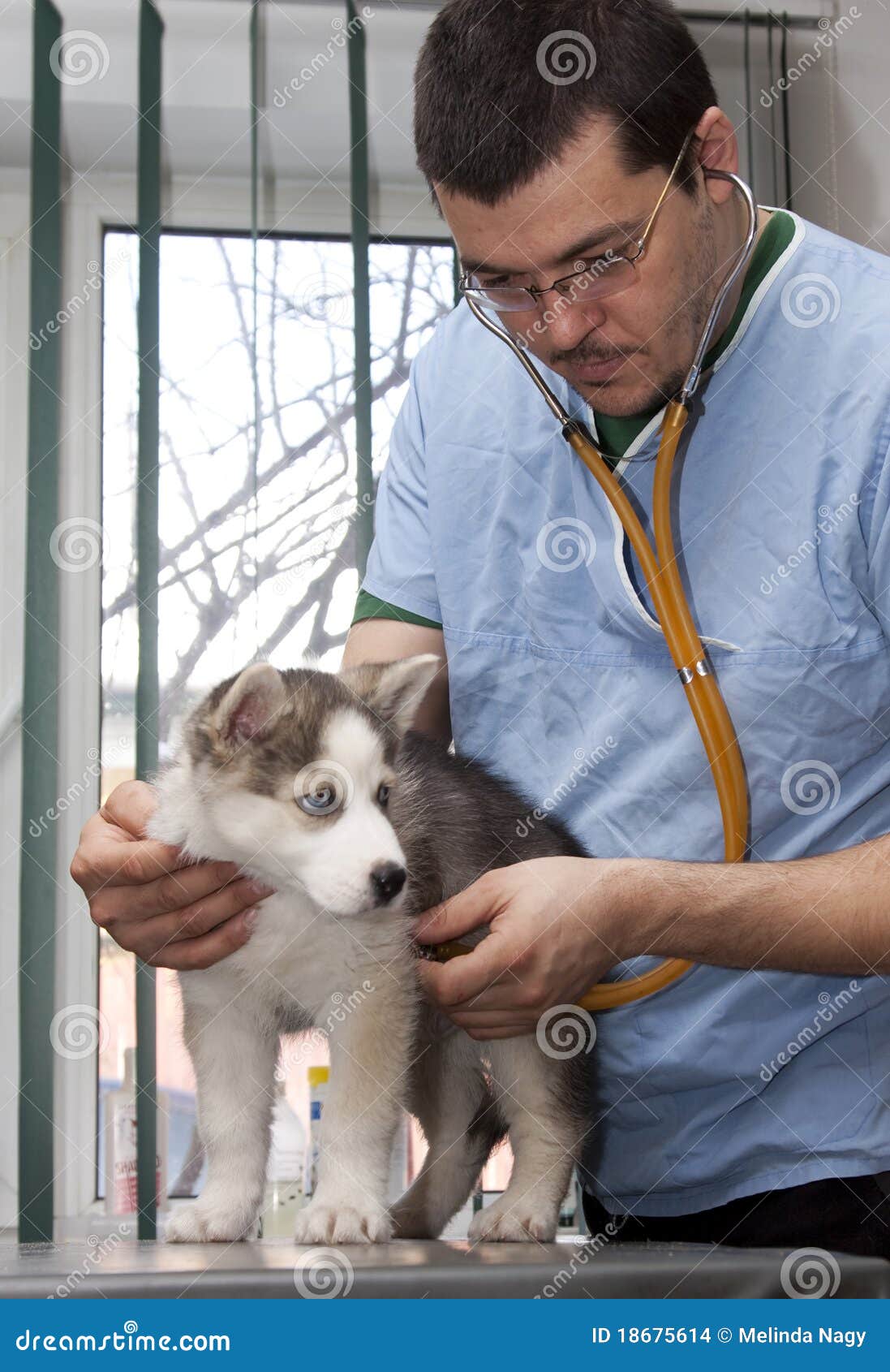 Husky puppy at vet stock photo. Image of companion, measure - 18675614