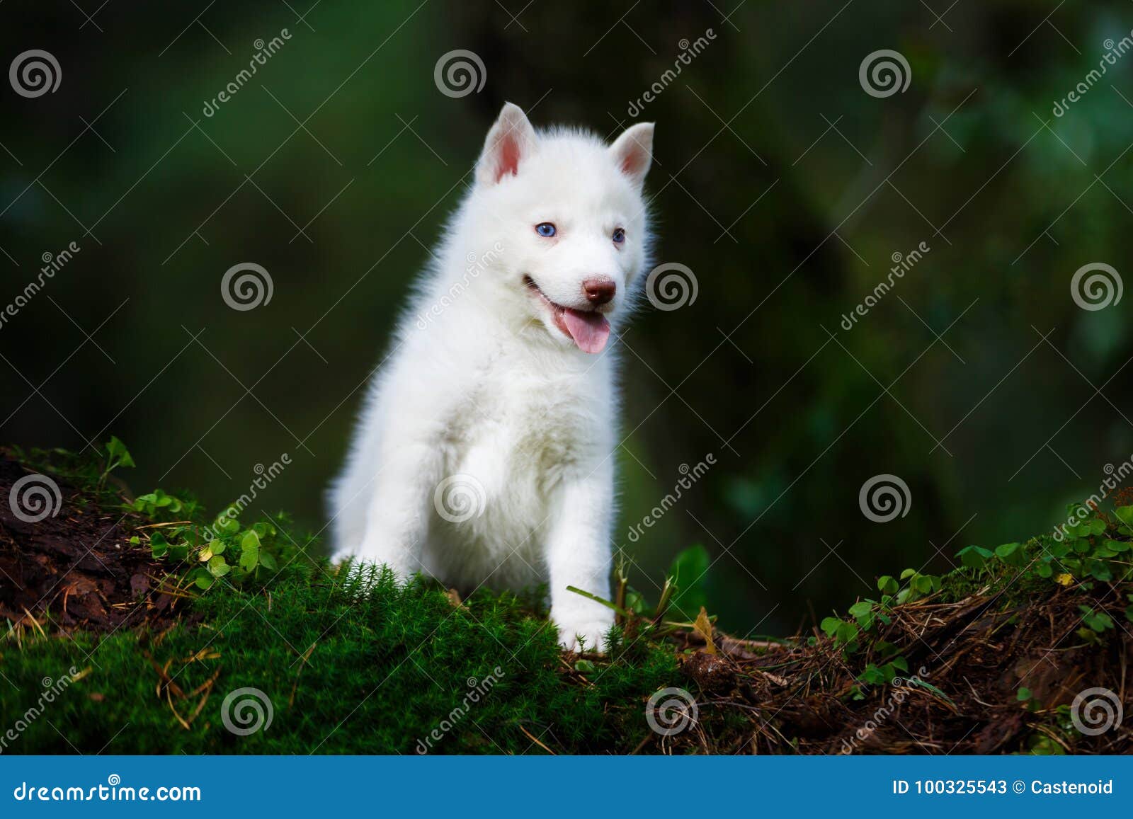 Husky Puppy in a Wild Forest Stock Image - Image of leaf, breed: 100325543