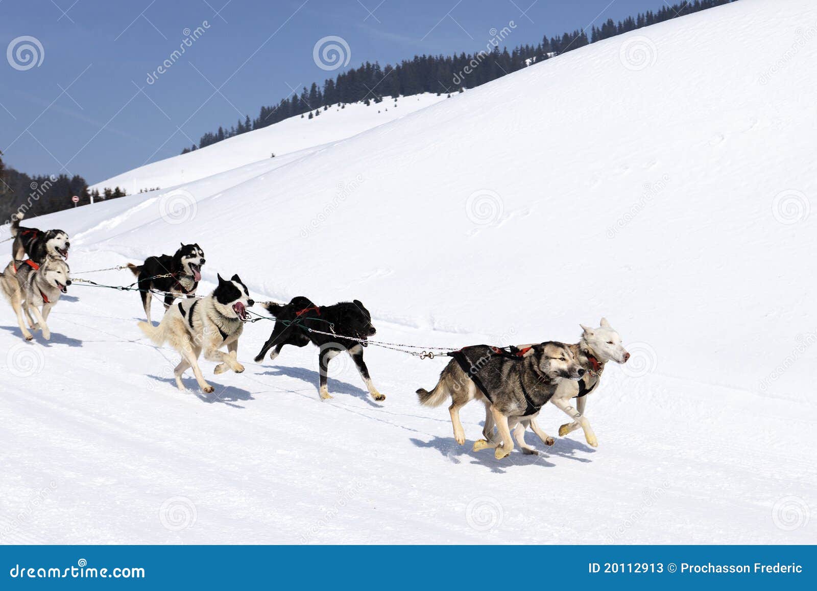 Husky race stock image. Image of wolf, snow, husky, race - 20112913