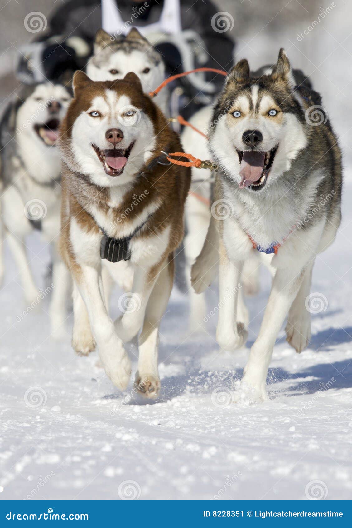 Husky race stock image. Image of competition, huskys, sleigh - 8228351