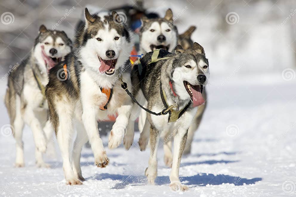 Husky race stock photo. Image of face, pets, huskies, canine - 8228370