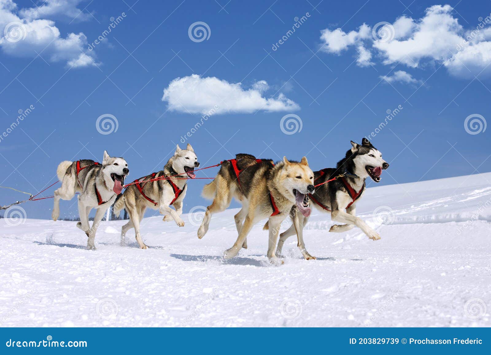 Husky Race on Alpine Mountain Stock Image - Image of breed, winter ...
