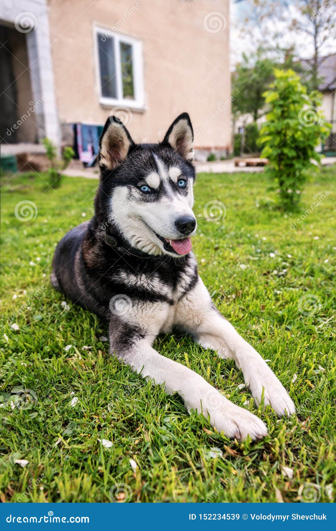 Husky is Resting on Green Grass Stock Image - Image of black, outdoor ...