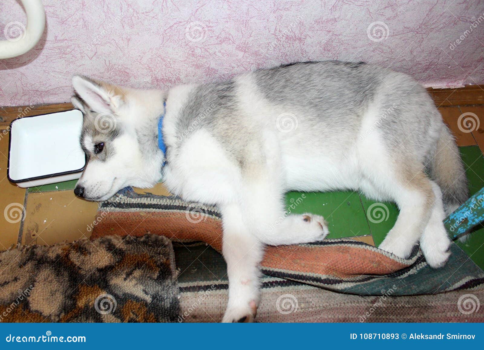 Husky resting at home stock image. Image of lying, breed - 108710893