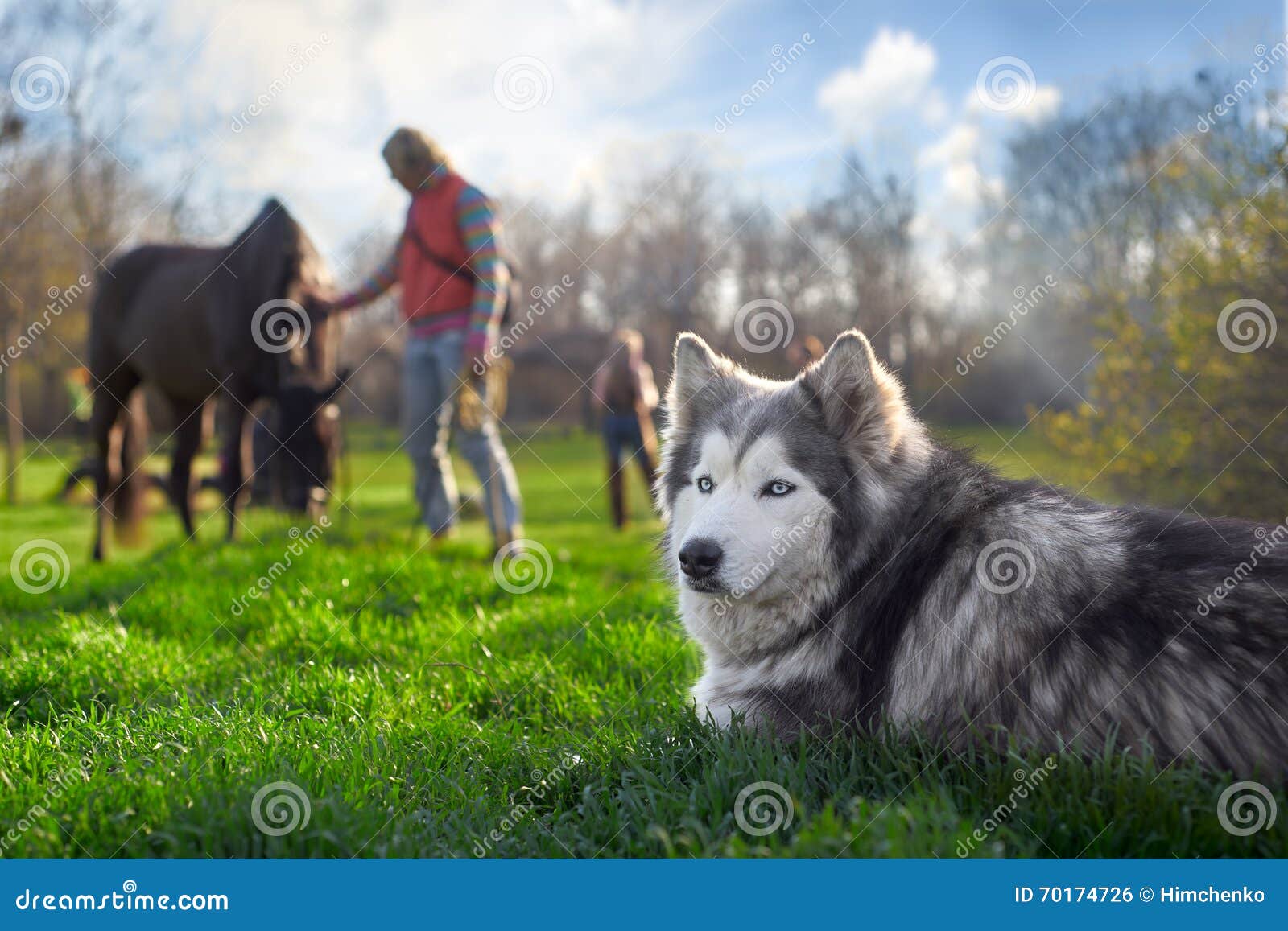 Husky resting on the lawn stock photo. Image of husky - 70174726