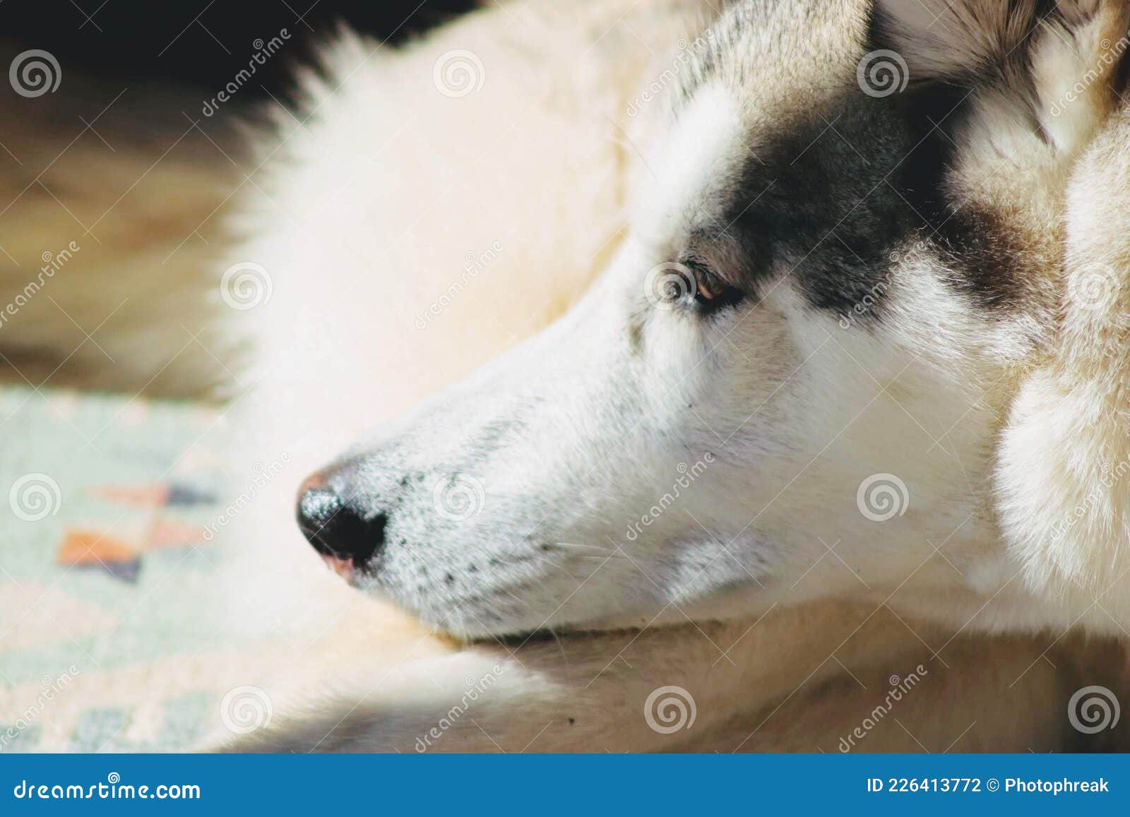 Husky resting white fur stock photo. Image of animal - 226413772