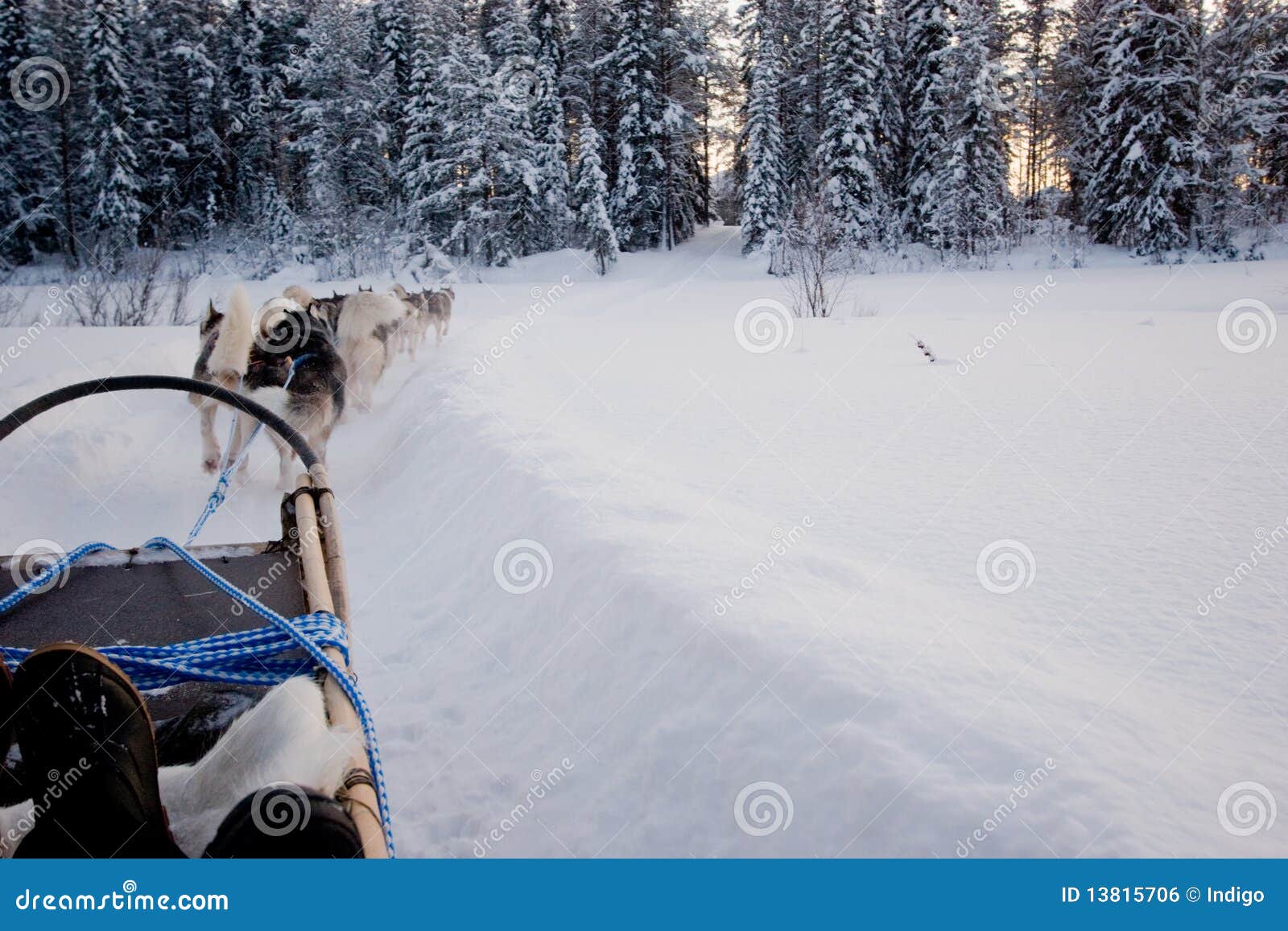 Husky ride stock photo. Image of track, sweden, north - 13815706