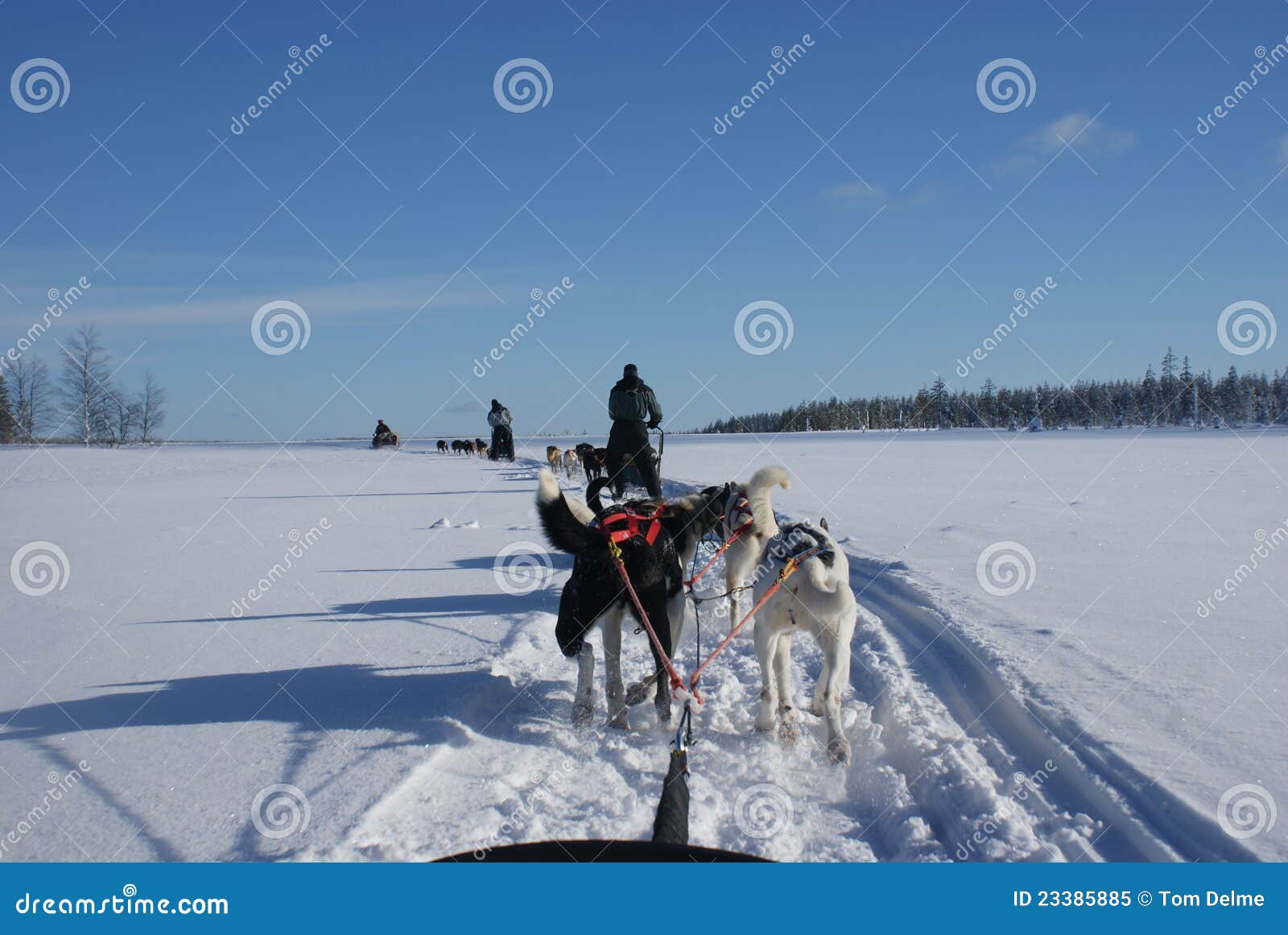 Husky Ride stock image. Image of racing, musher, huskey - 23385885