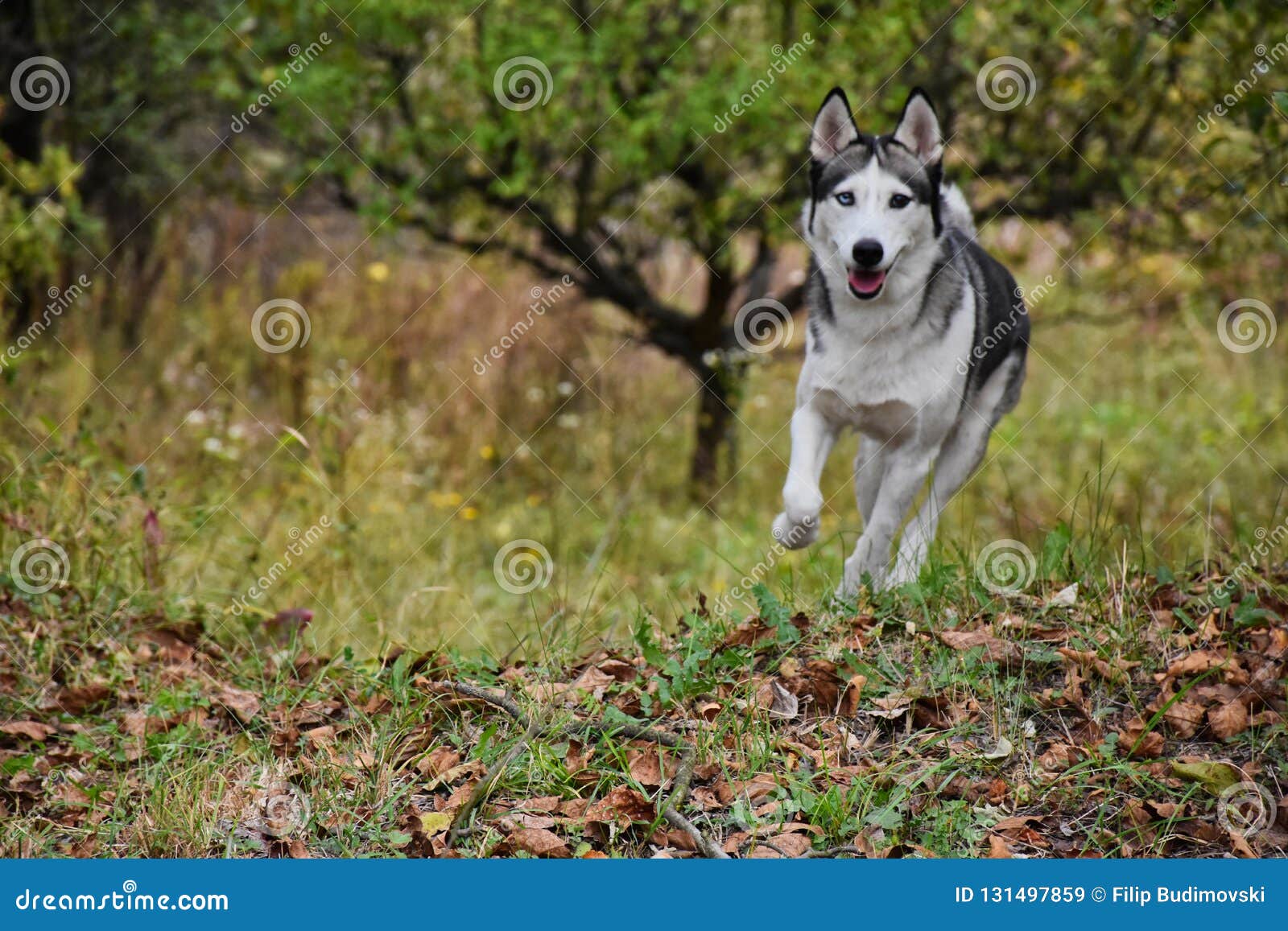 How Fast Can Malam Huskies Run