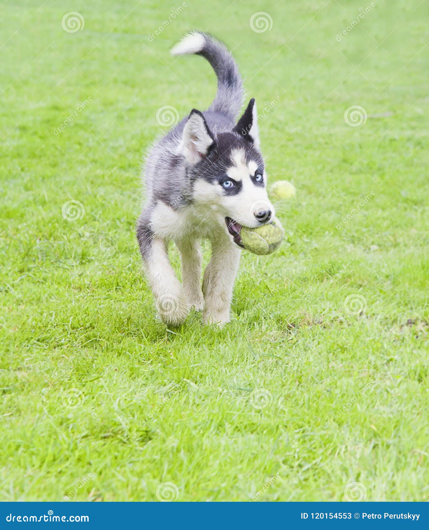 Husky running stock image. Image of baby, mouth, happy - 120154553
