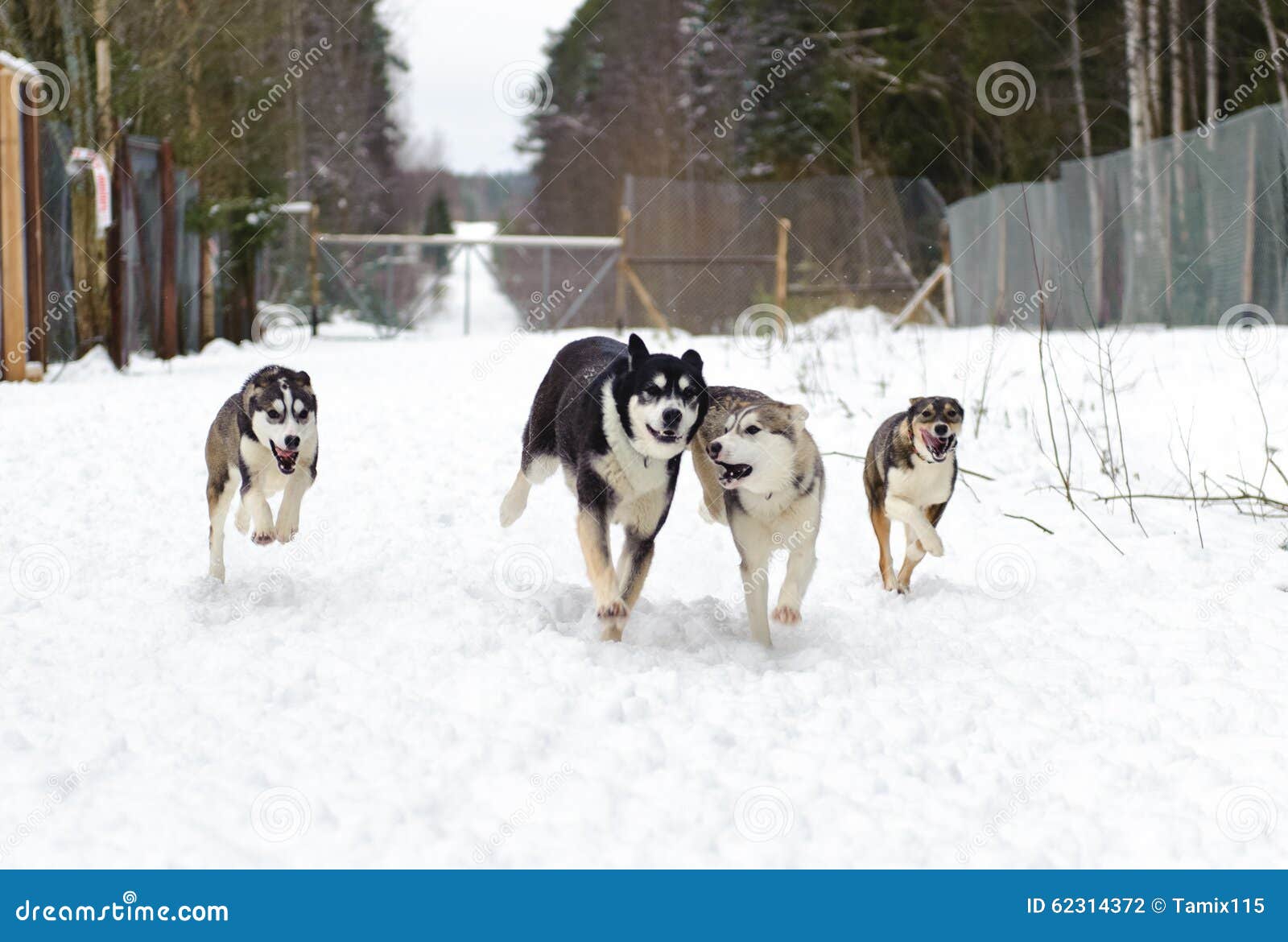 Husky running in winter stock photo. Image of husky, canine - 62314372