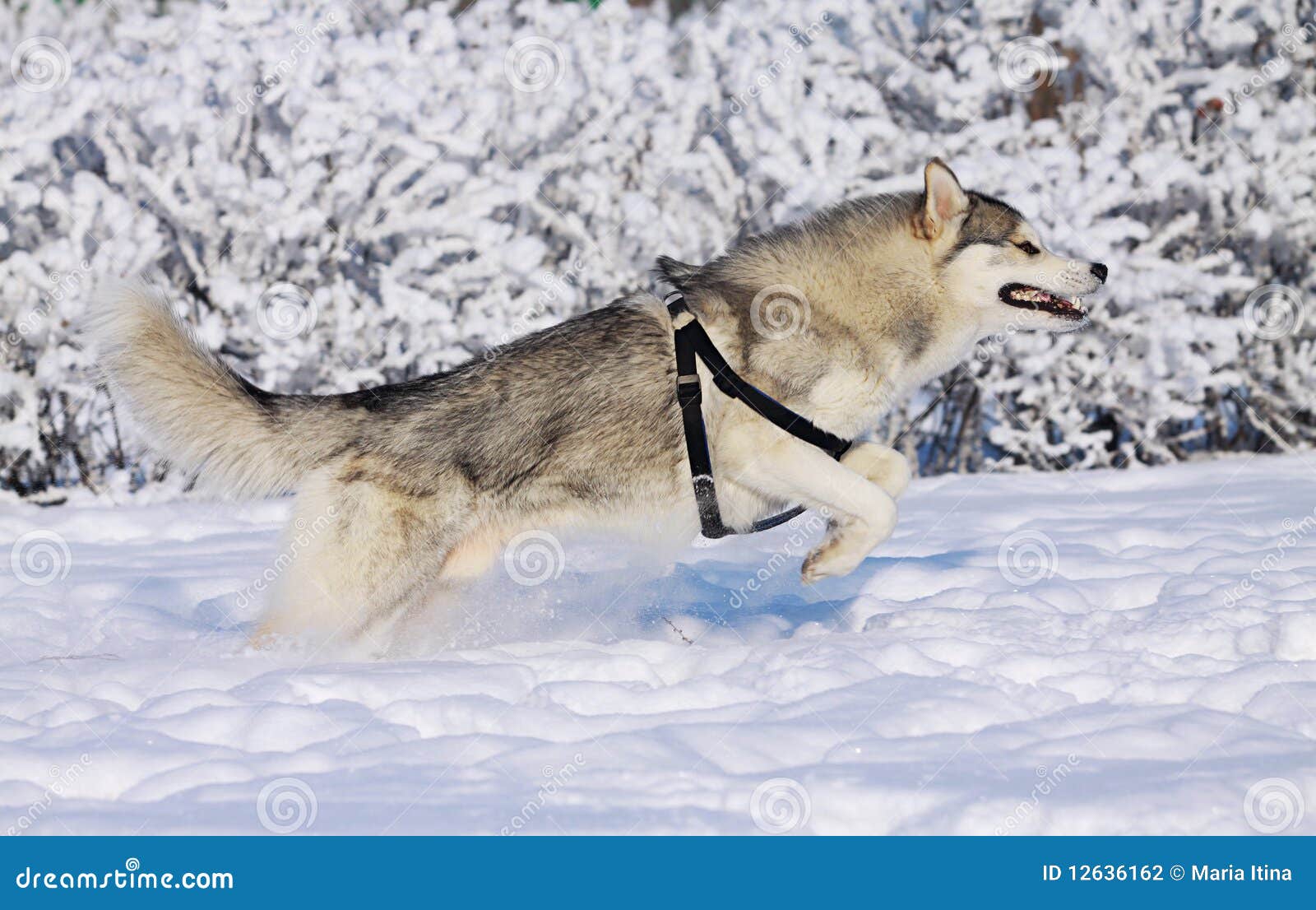 Husky runs stock photo. Image of mammal, beautiful, breed - 12636162