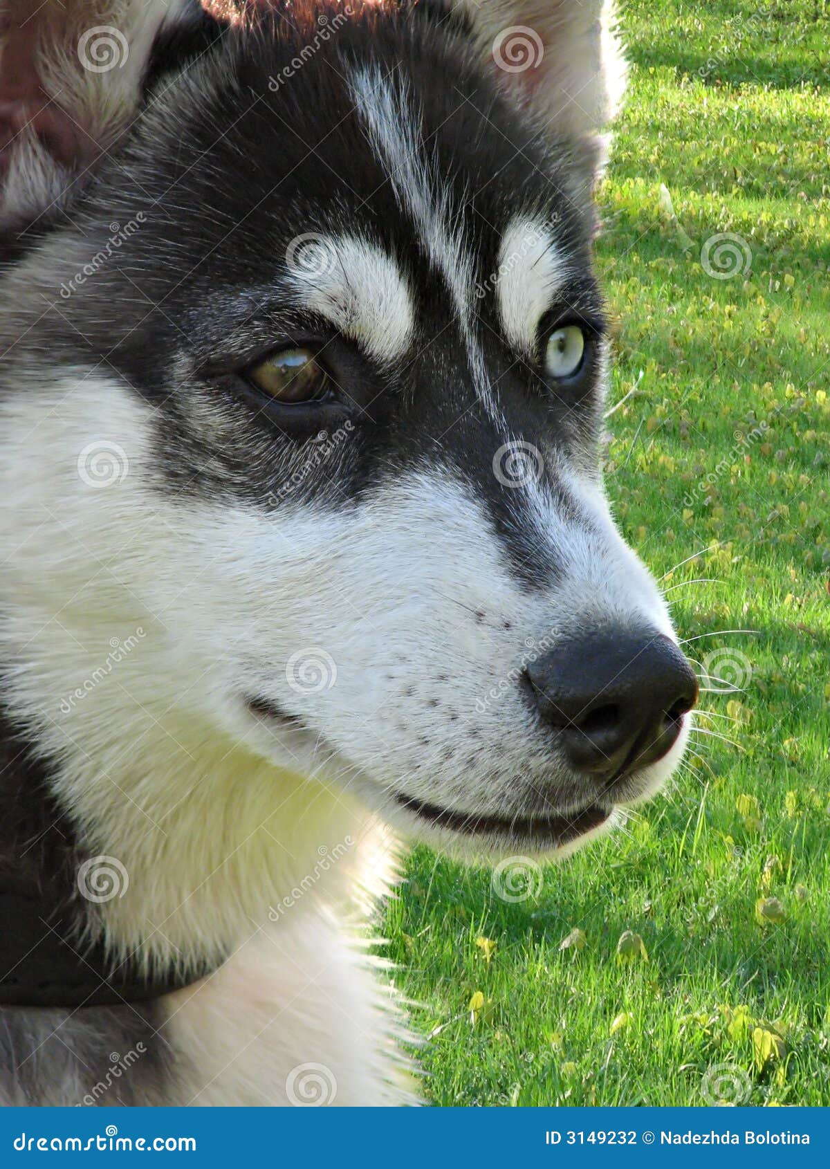 Husky s face stock photo. Image of malemute, snout, face - 3149232