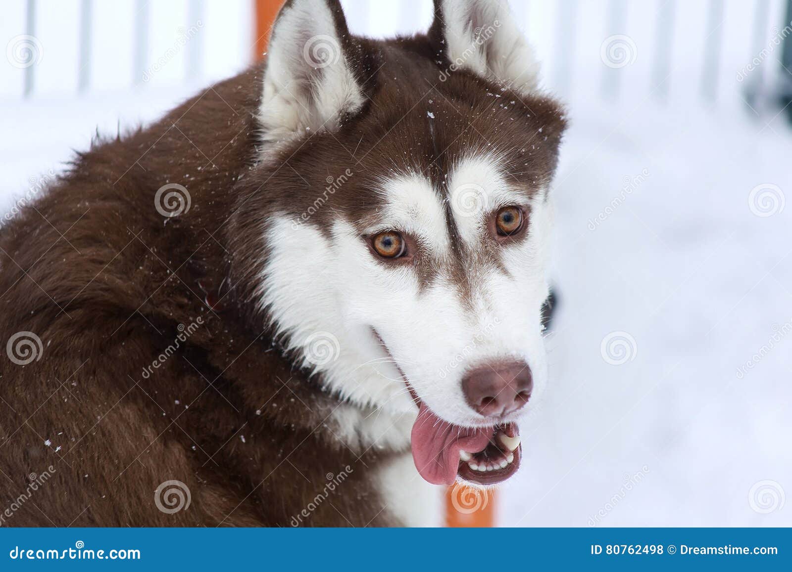 Husky Siberian Happily Laughing and Smiling Stock Photo - Image of ...