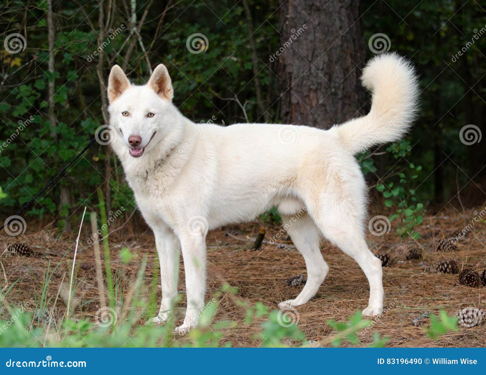 Husky Siberiano Bianco Puro Siberian Husky