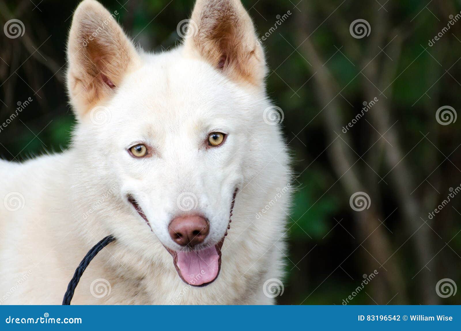Husky siberiano blanco foto de archivo. Imagen de libra - 83196542