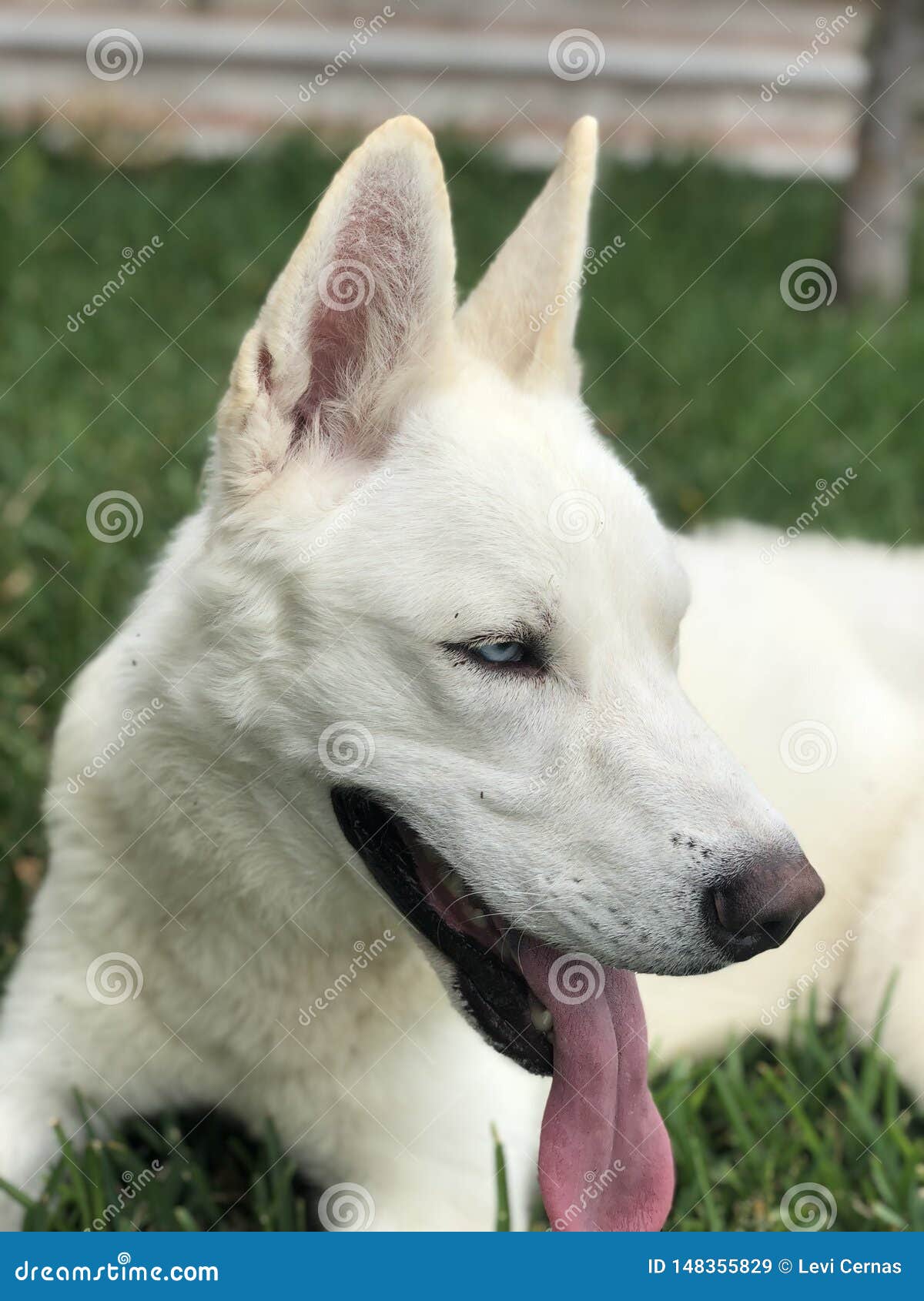 Husky stock image. Image of blanco, husky, siberiano - 148355829