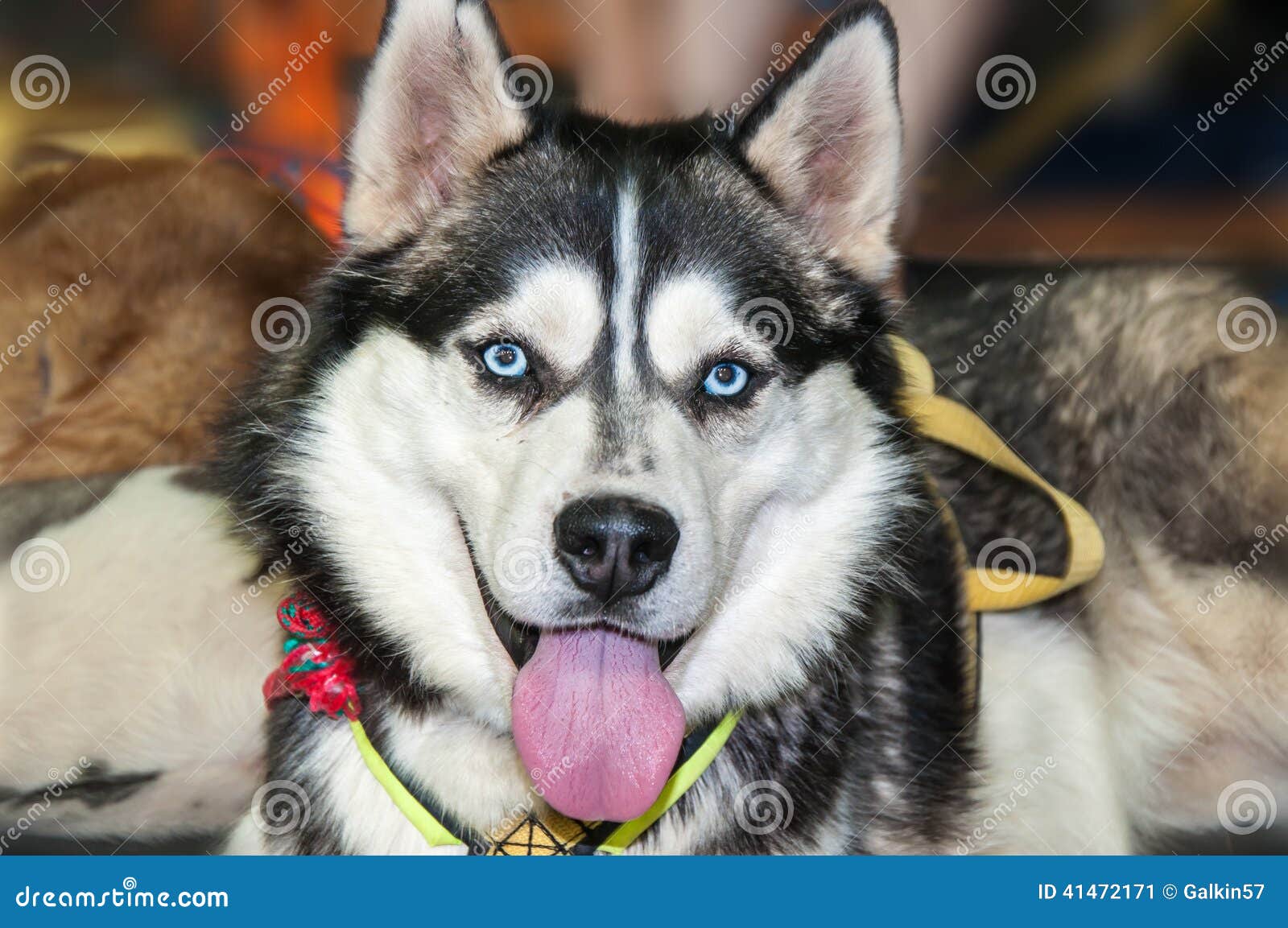 Husky Siberiano De La Raza Del Perro Imagen de archivo - Imagen de ...