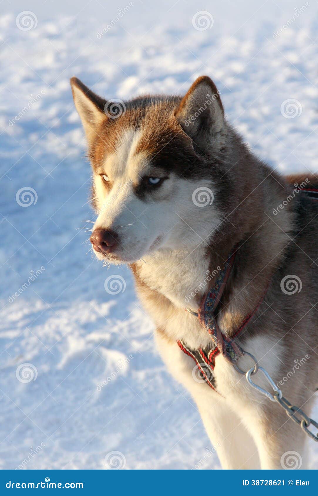 Husky Siberiano Del Perro En Nieve Imagen de archivo - Imagen de ...
