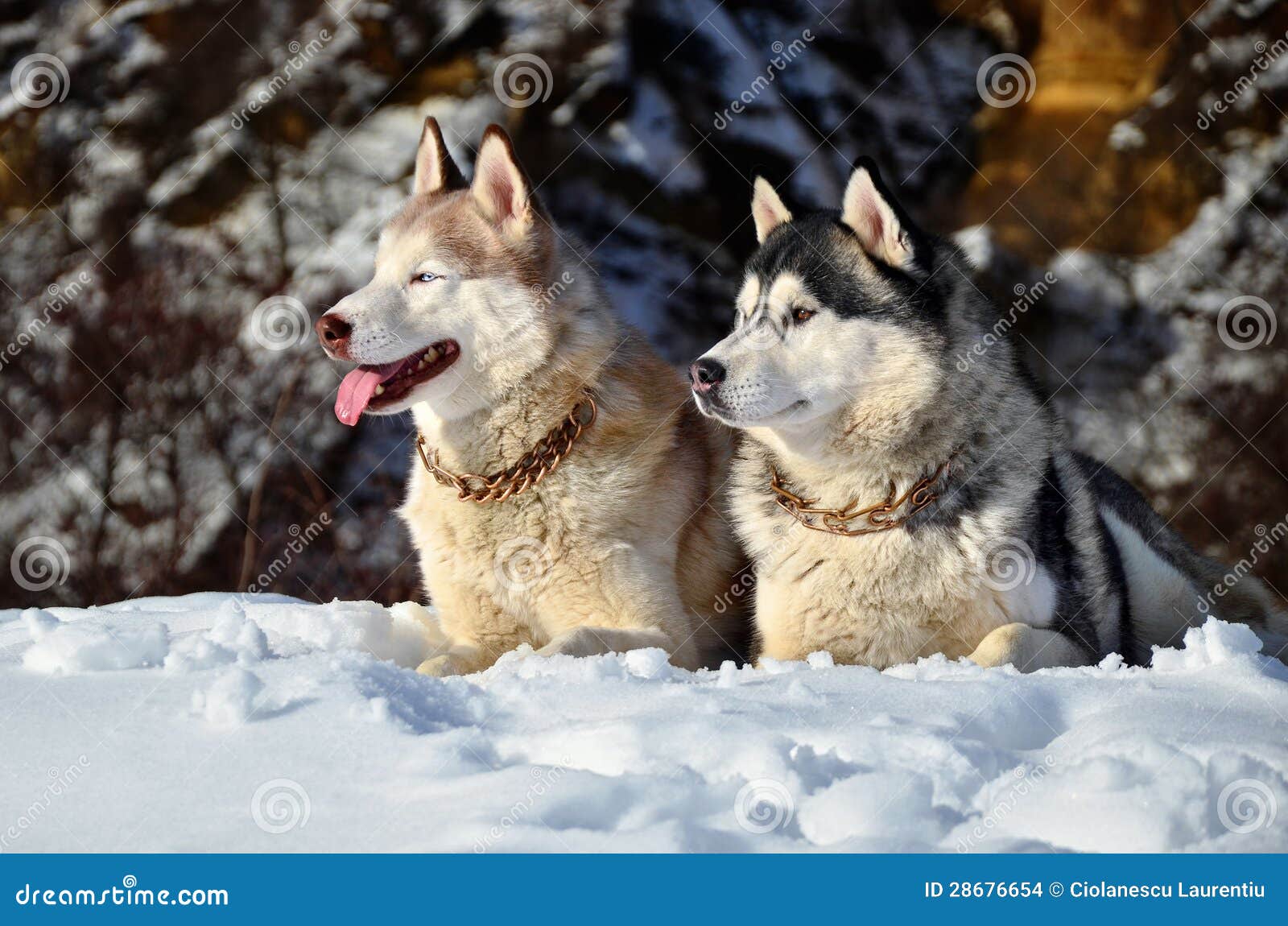 Husky Siberiano En La Nieve Foto de archivo - Imagen de piel, exterior ...