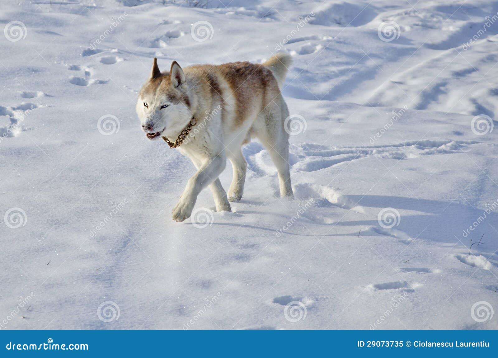 Husky Siberiano En Un Campo De Nieve Imagen de archivo - Imagen de ...