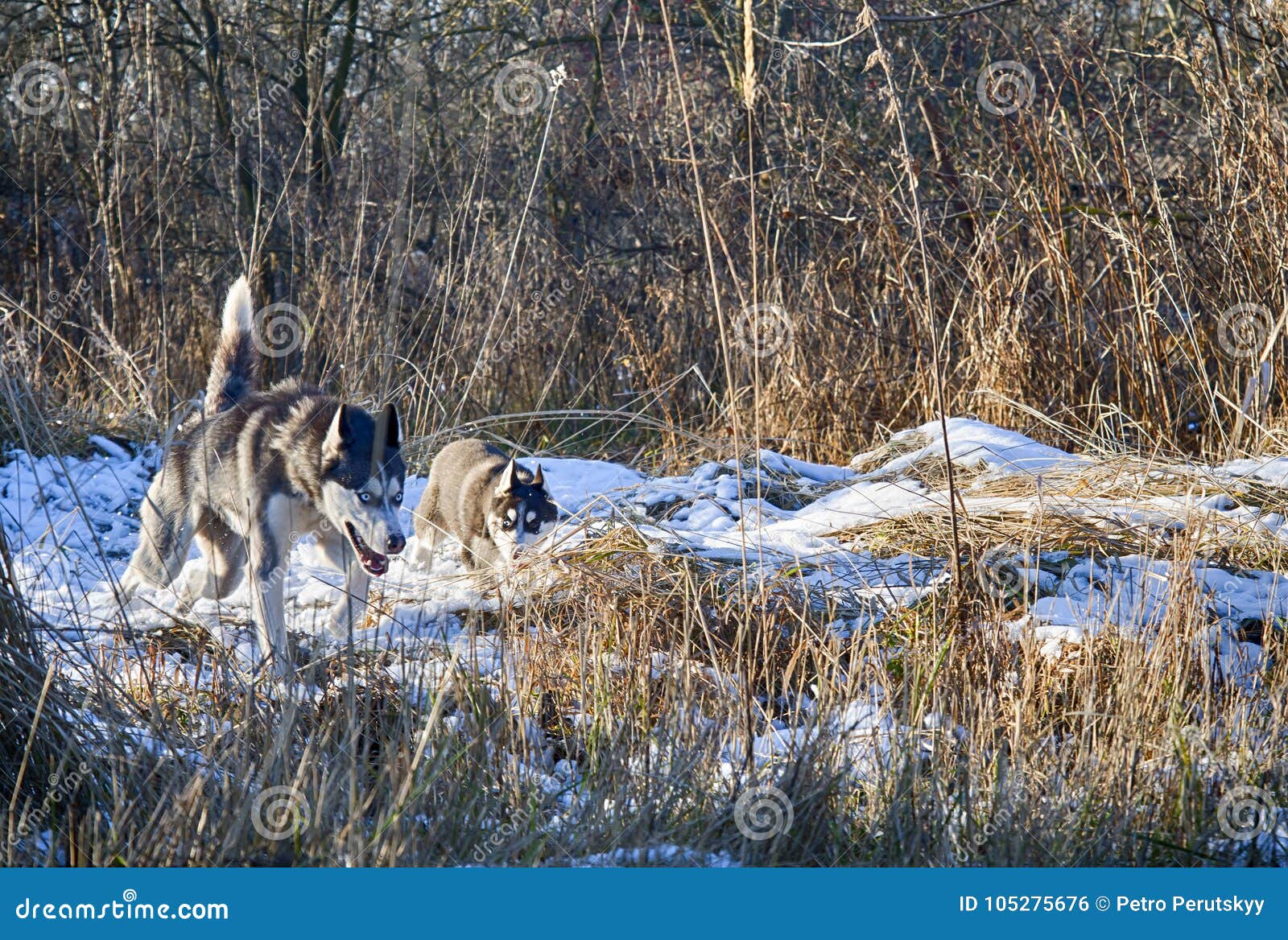 Husky siberiano feliz foto de archivo. Imagen de hermoso - 105275676