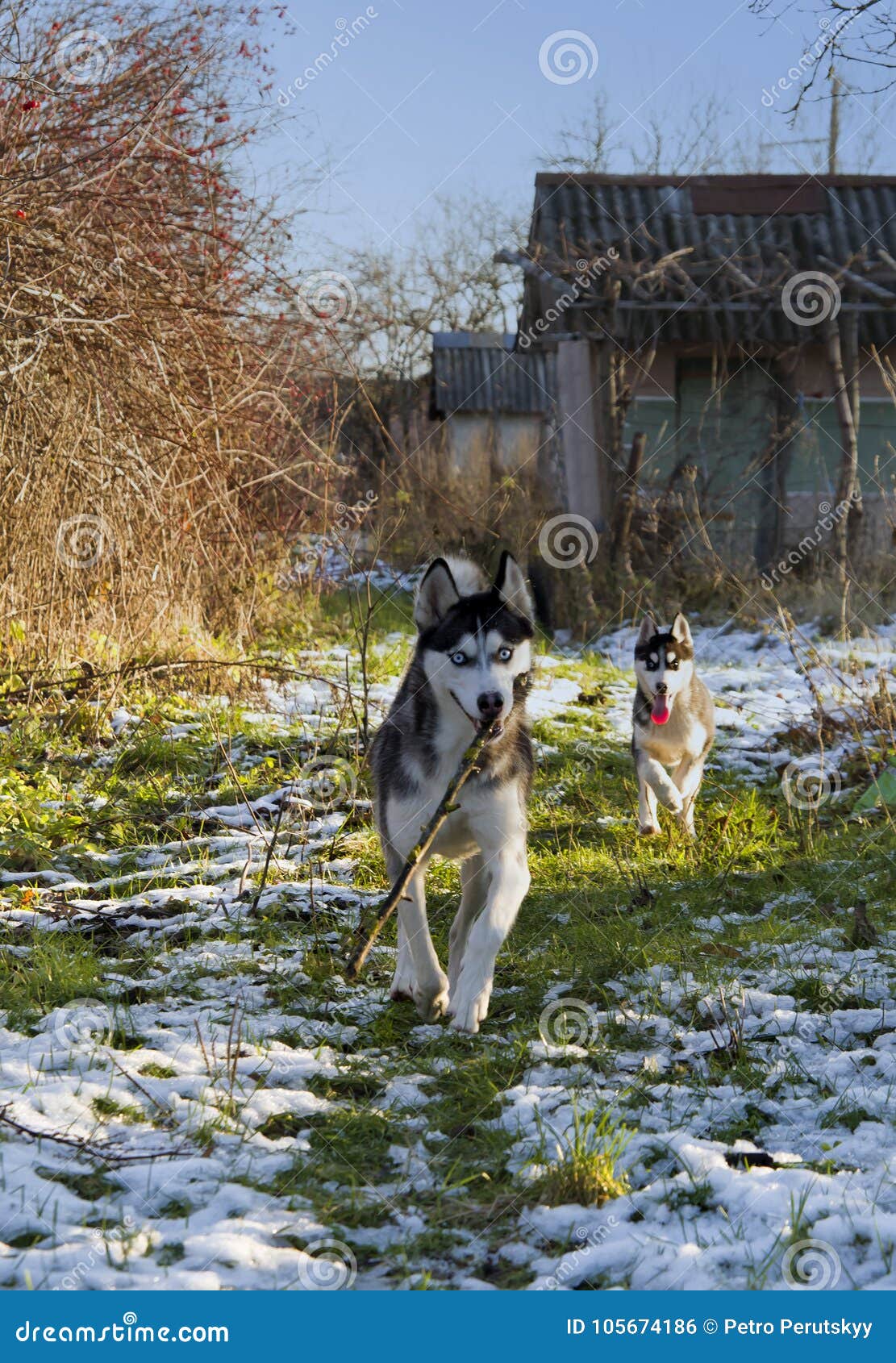 Husky siberiano feliz foto de archivo. Imagen de lindo - 105674186