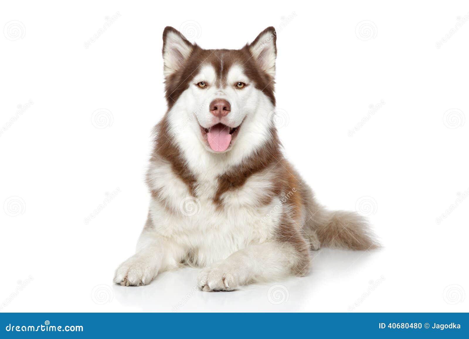 Husky siberiano feliz foto de archivo. Imagen de feliz - 40680480