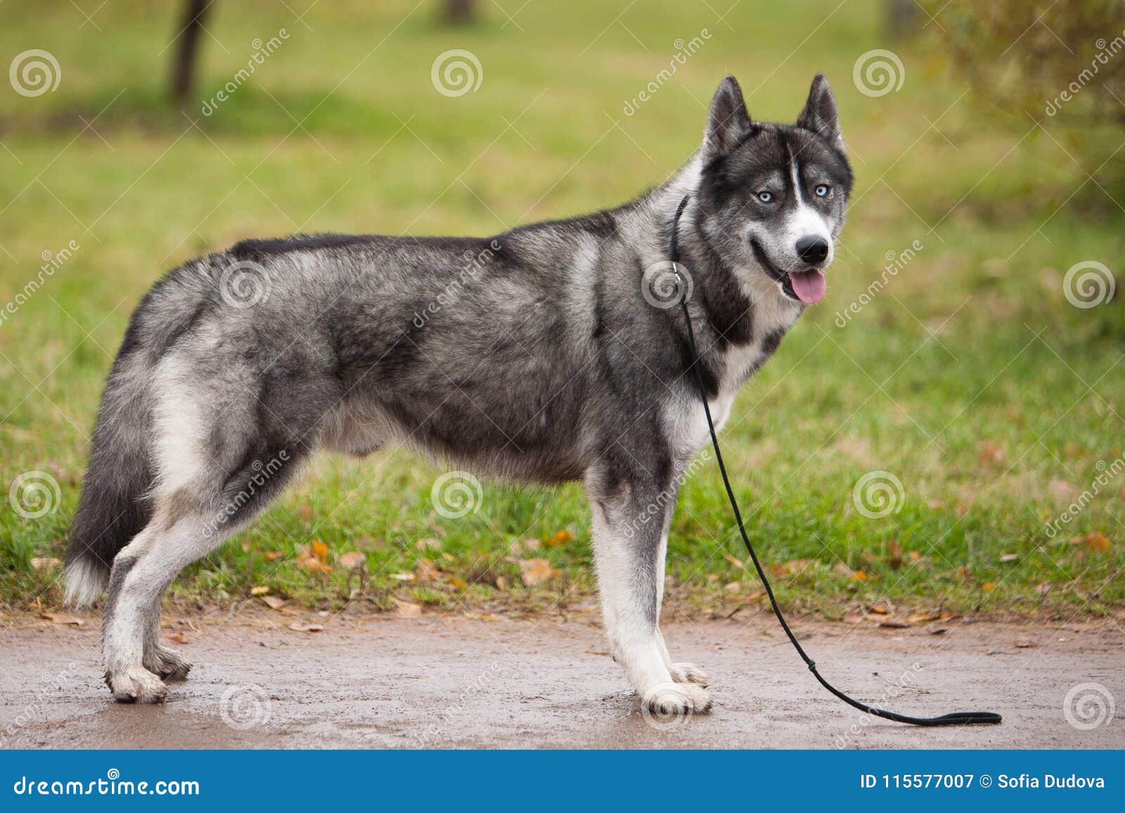 Husky siberiano gris imagen de archivo. Imagen de standing - 115577007