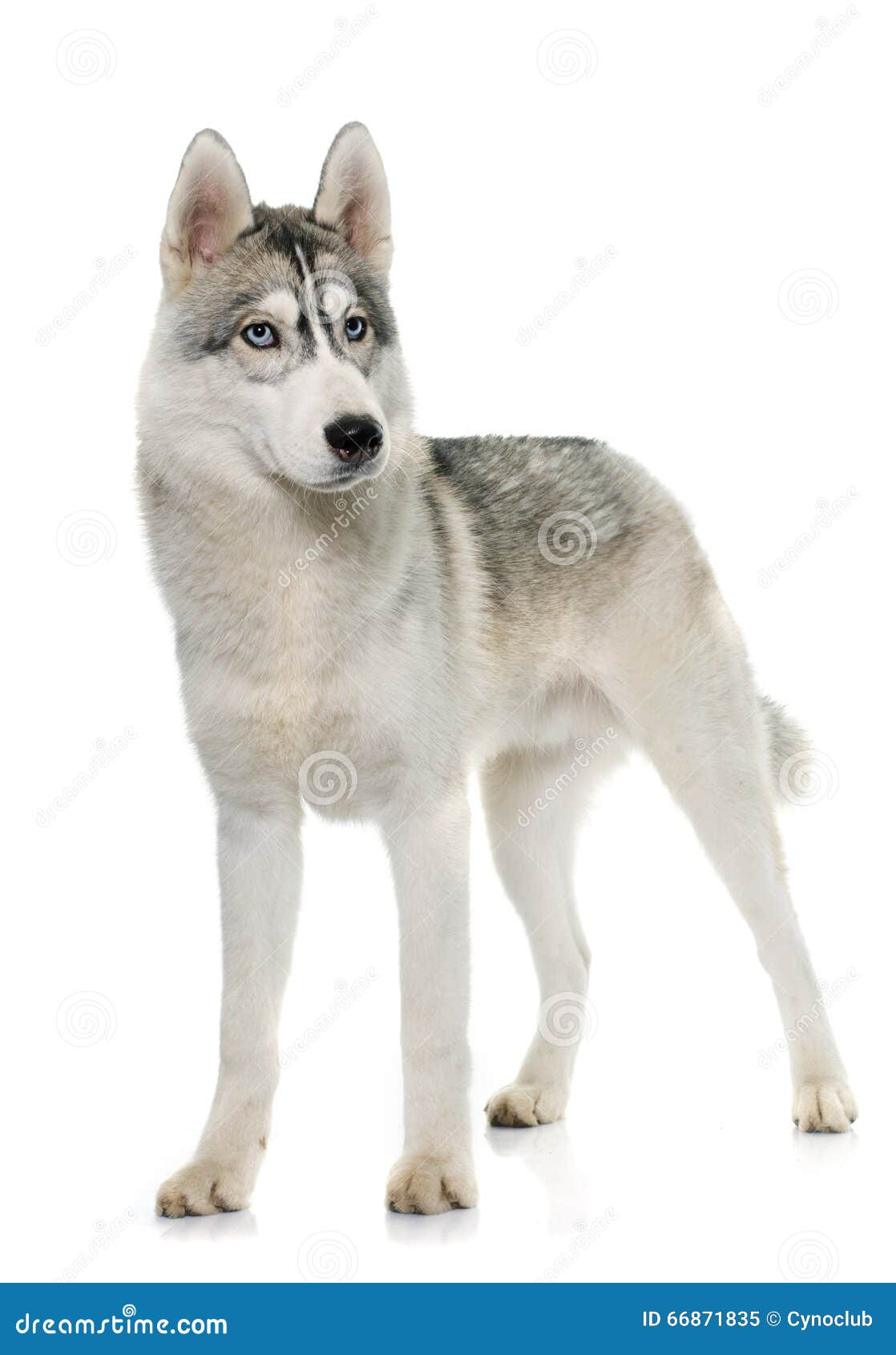 Husky siberiano gris imagen de archivo. Imagen de trineo - 66871835