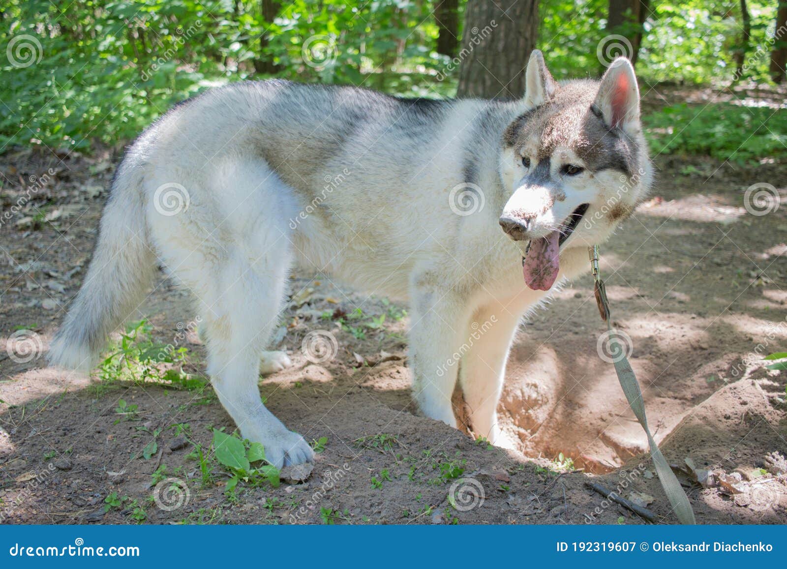 Husky Siberiano Gris En El Bosque Imagen de archivo - Imagen de cubo ...