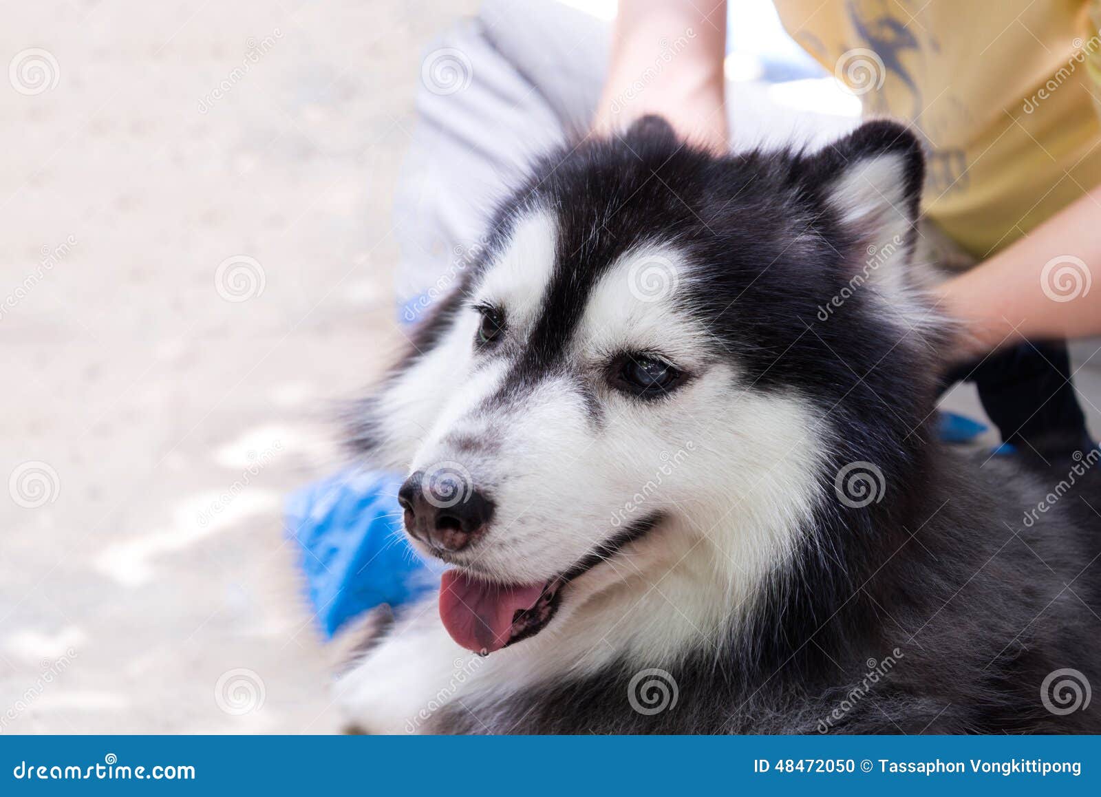 Husky siberiano negro foto de archivo. Imagen de lobo - 48472050