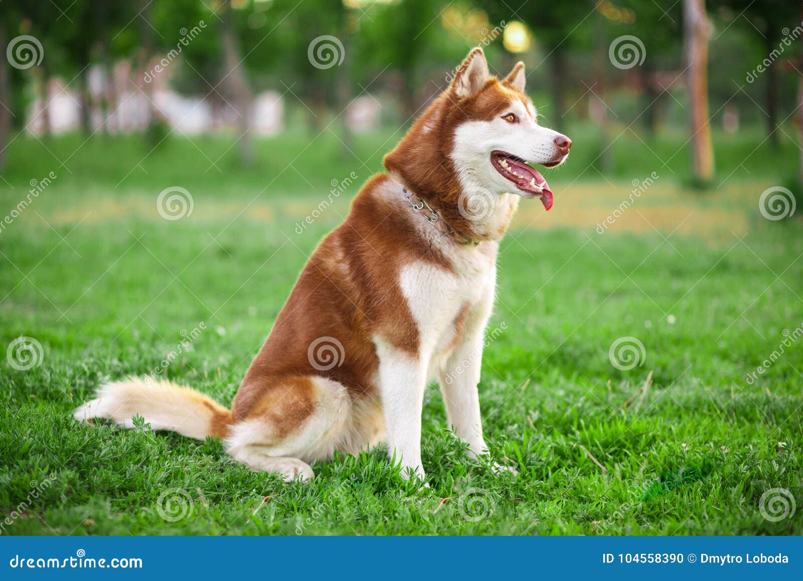 Husky Siberiano Rojo En Un Campo Foto de archivo - Imagen de collar ...