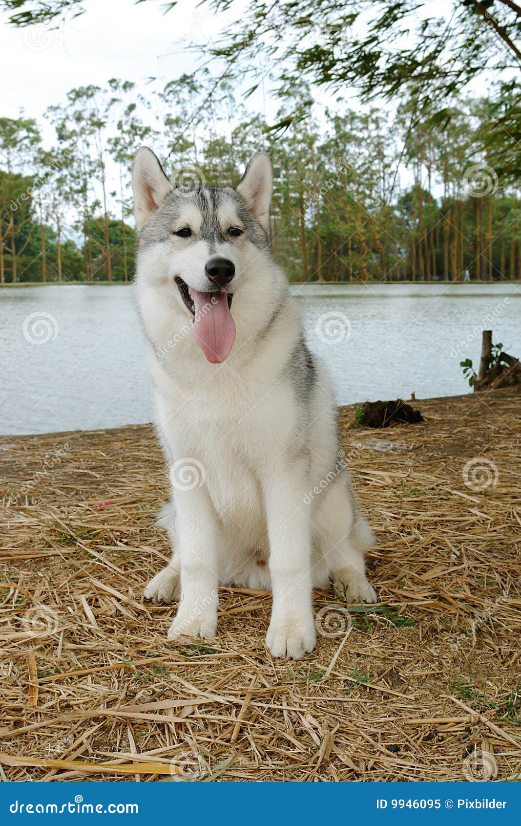 Husky sit stock image. Image of intelligent, cute, breed - 9946095